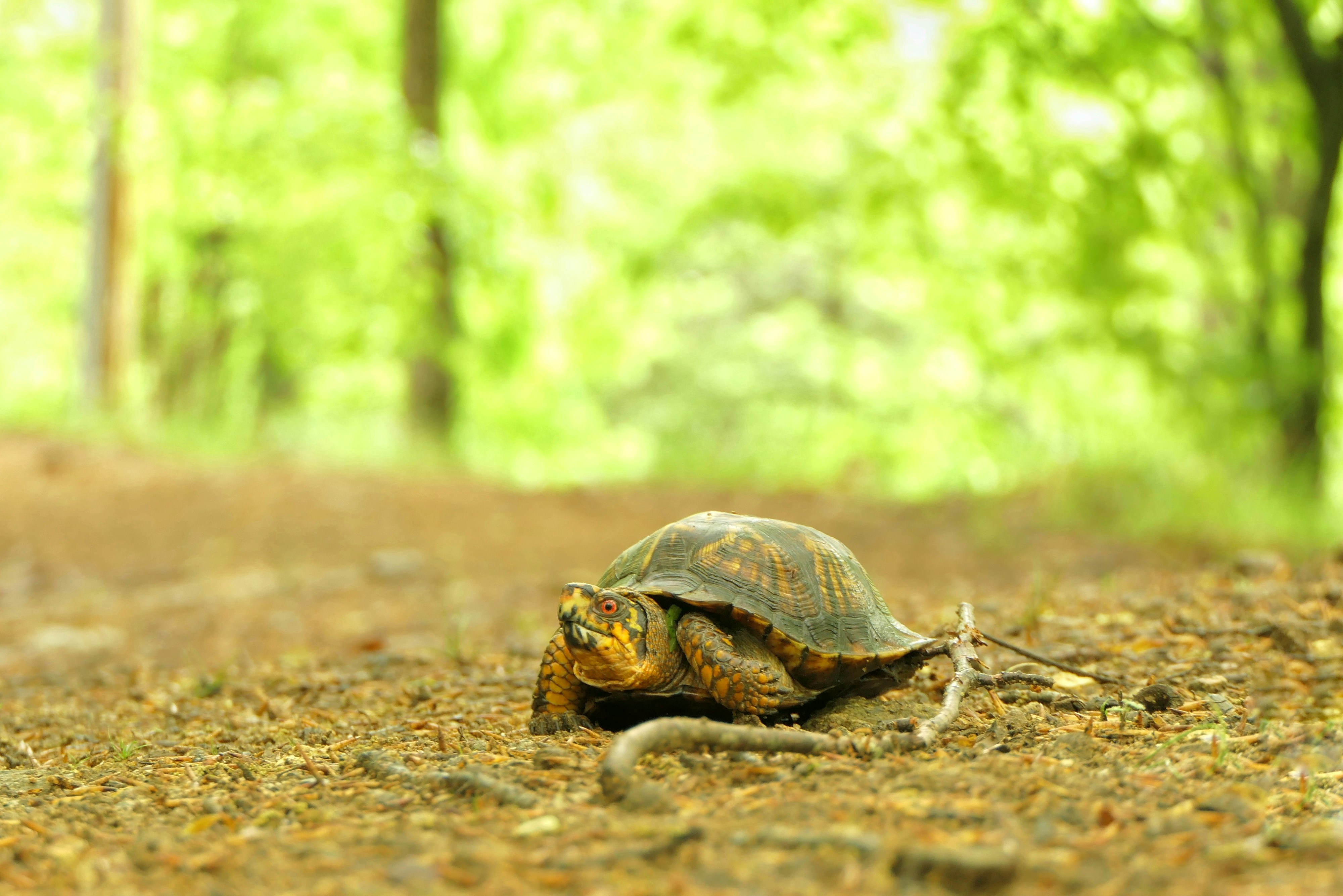 turtle in forest