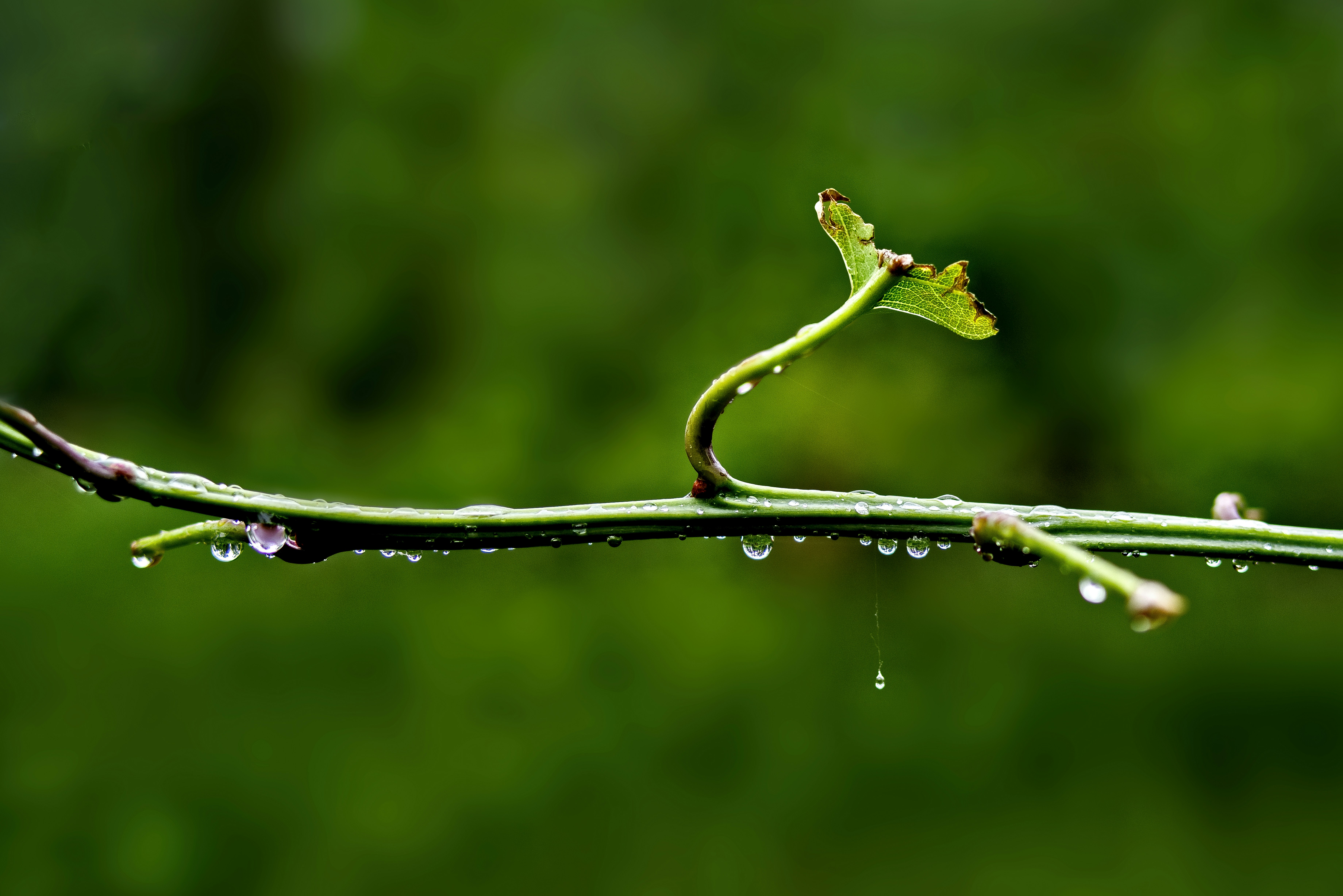 A branch with water drops hanging from it photo – Free Green Image on ...