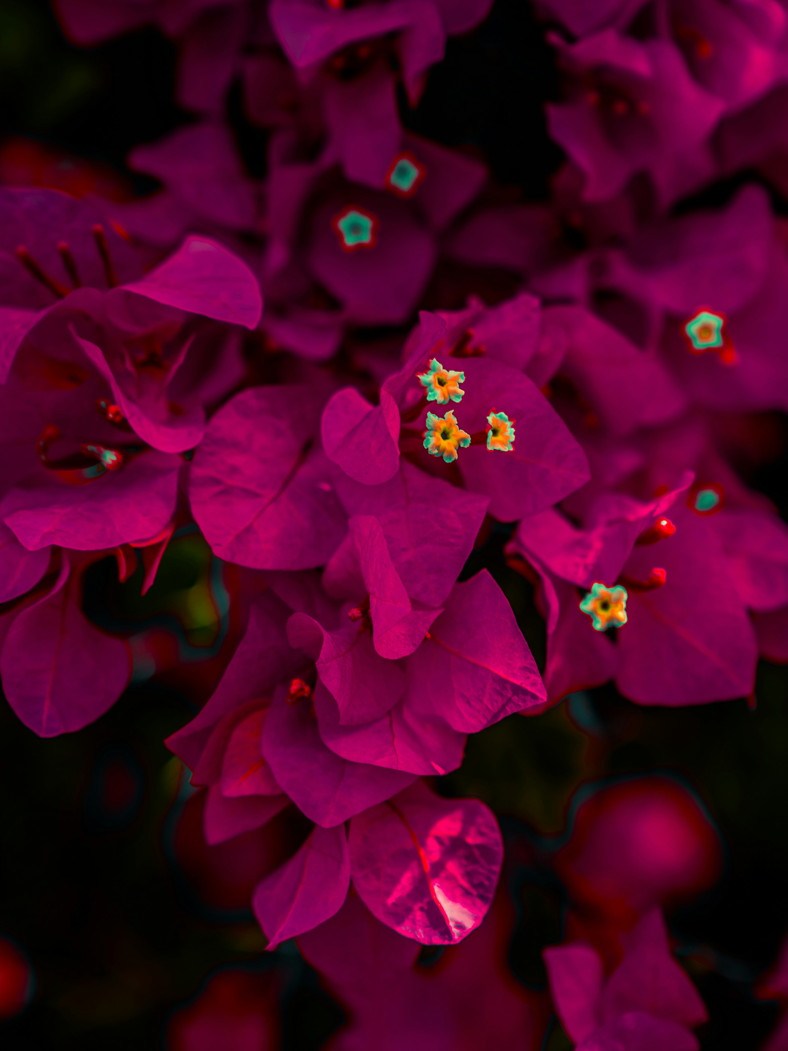A bunch of purple flowers that are blooming photo – Free Flow Image on ...