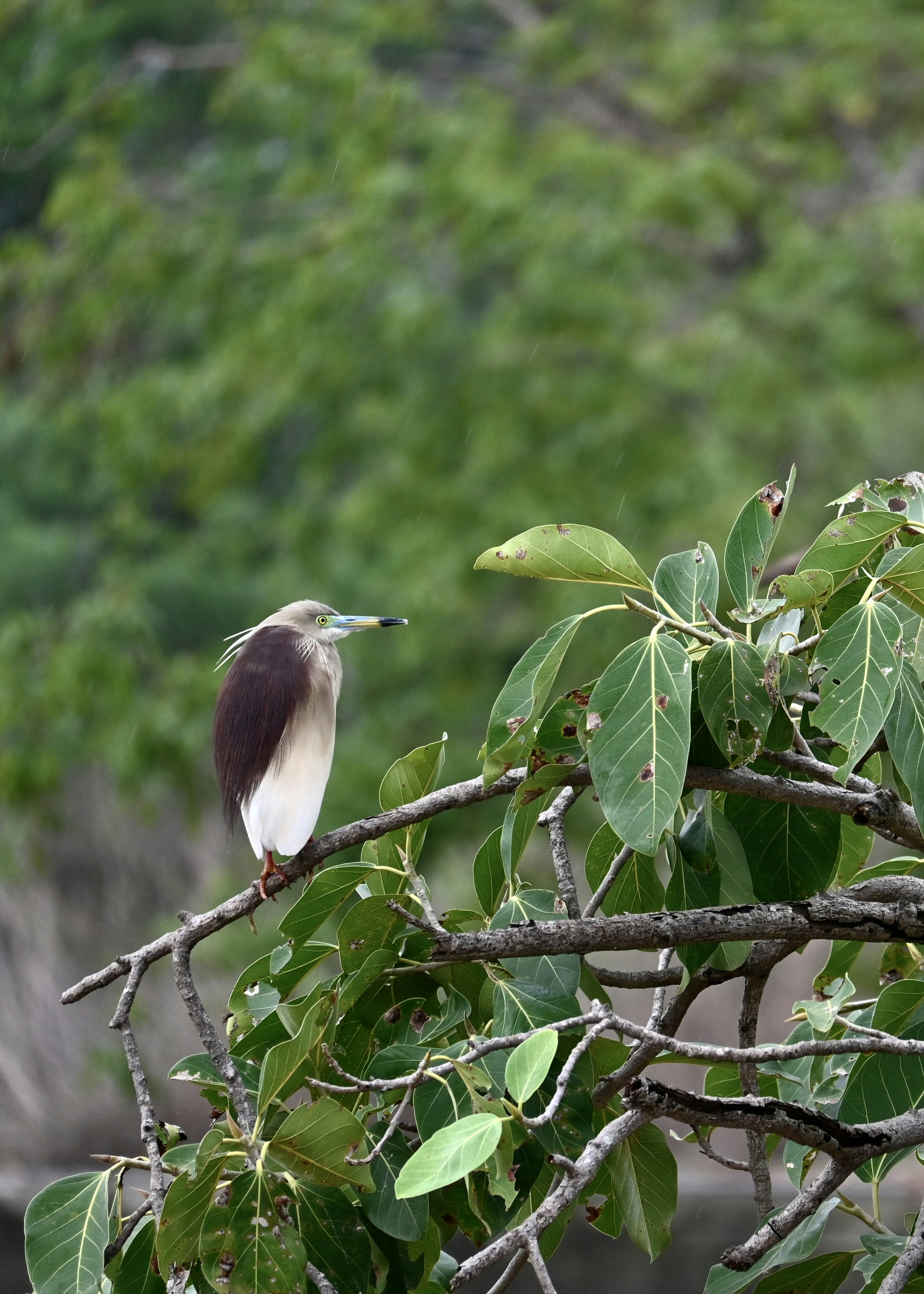 Verdant Perch: A White-Bellied Heron Observing the Wetland from a Branch