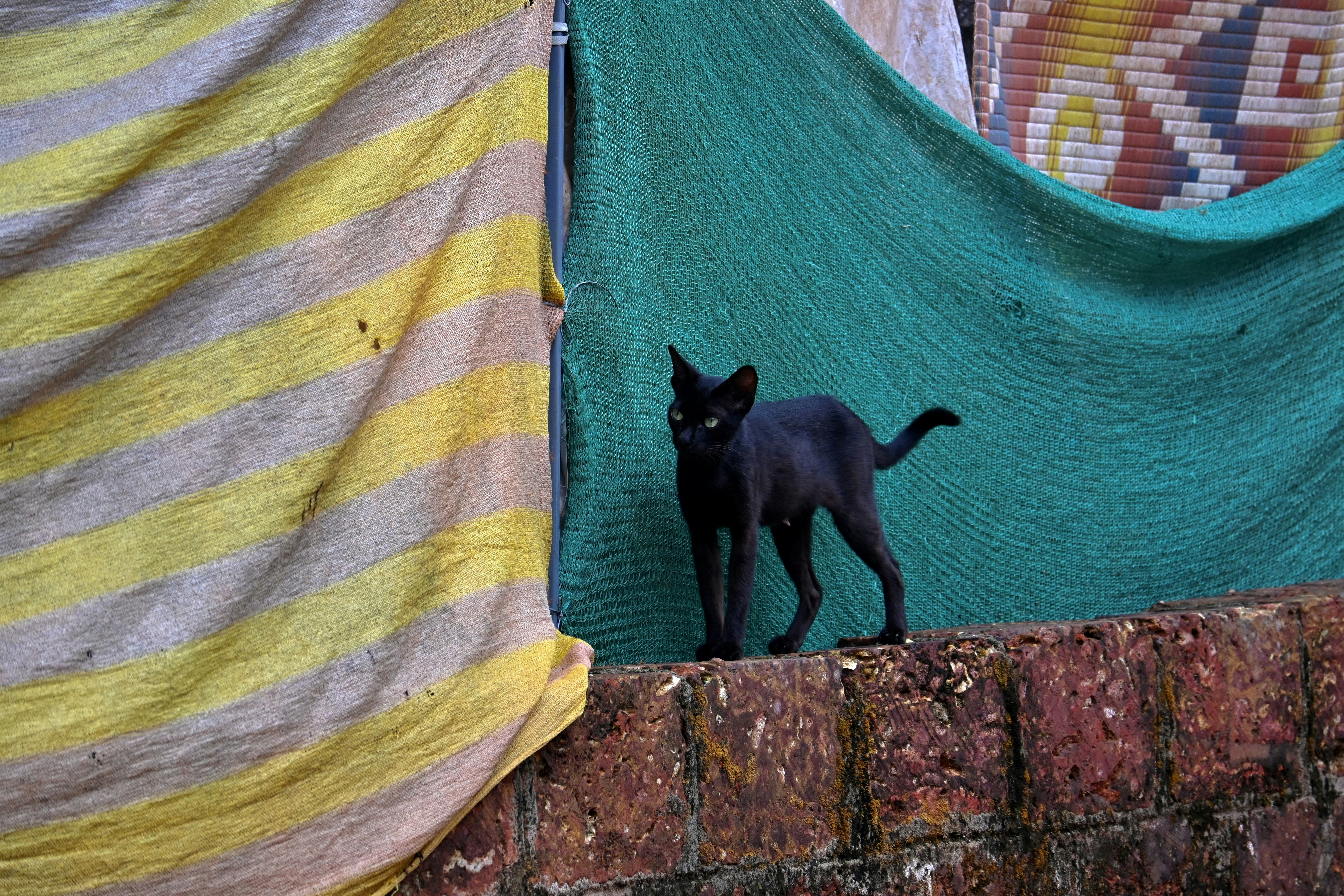 Black Cat in a Colorful Makeshift Studio