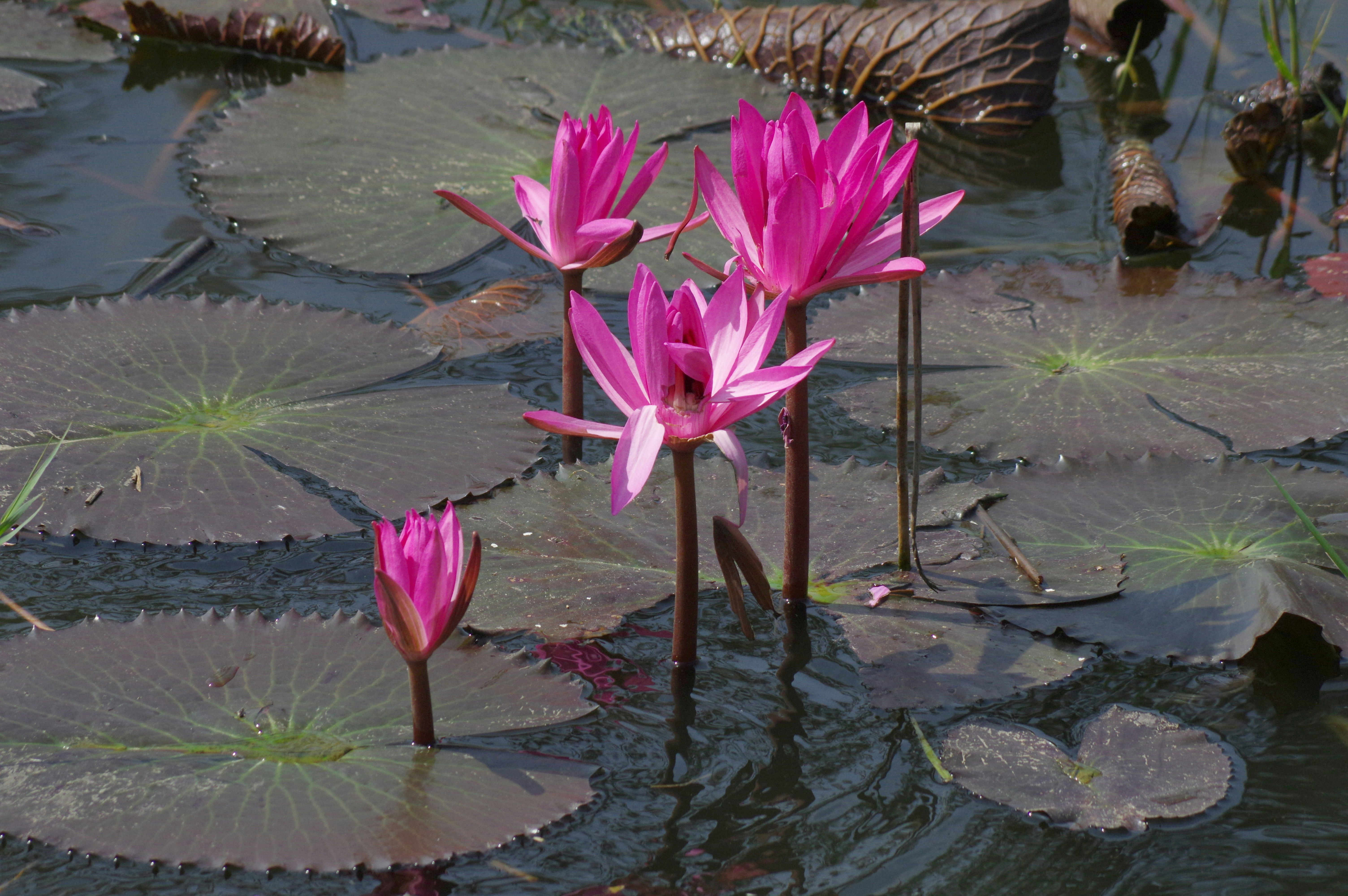 Center-Stage Pink Water Lilies Among Round Lily Pads