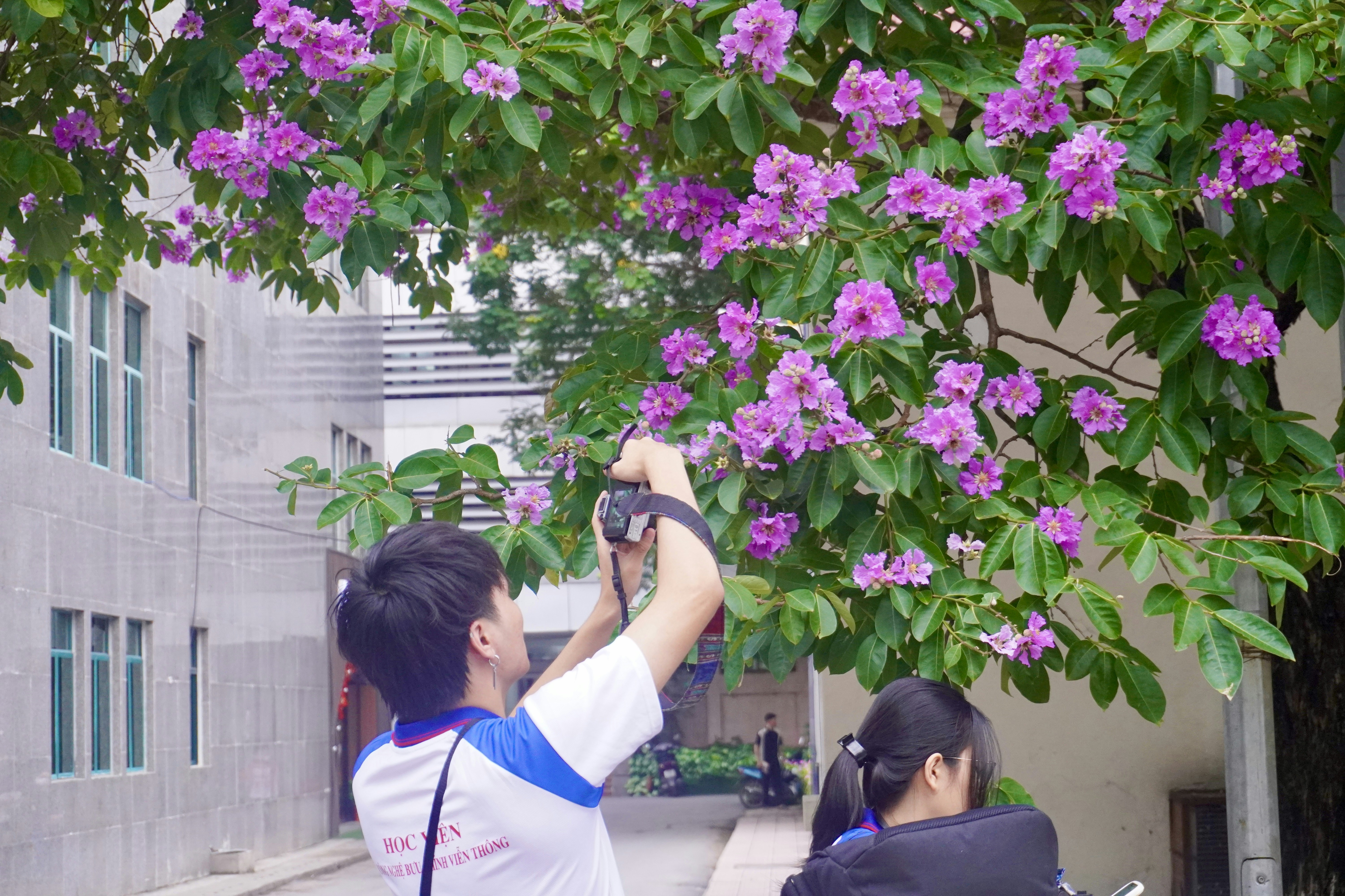 This vibrant photograph captures a photographer engrossed in capturing the vivid purple blossoms of a flowering tree. The composition is centered around the lush green leaves and the striking magenta flowers, creating a lively contrast against the muted tones of the urban background. The soft, natural lighting enhances the colors, lending a serene and contemplative atmosphere to the scene.