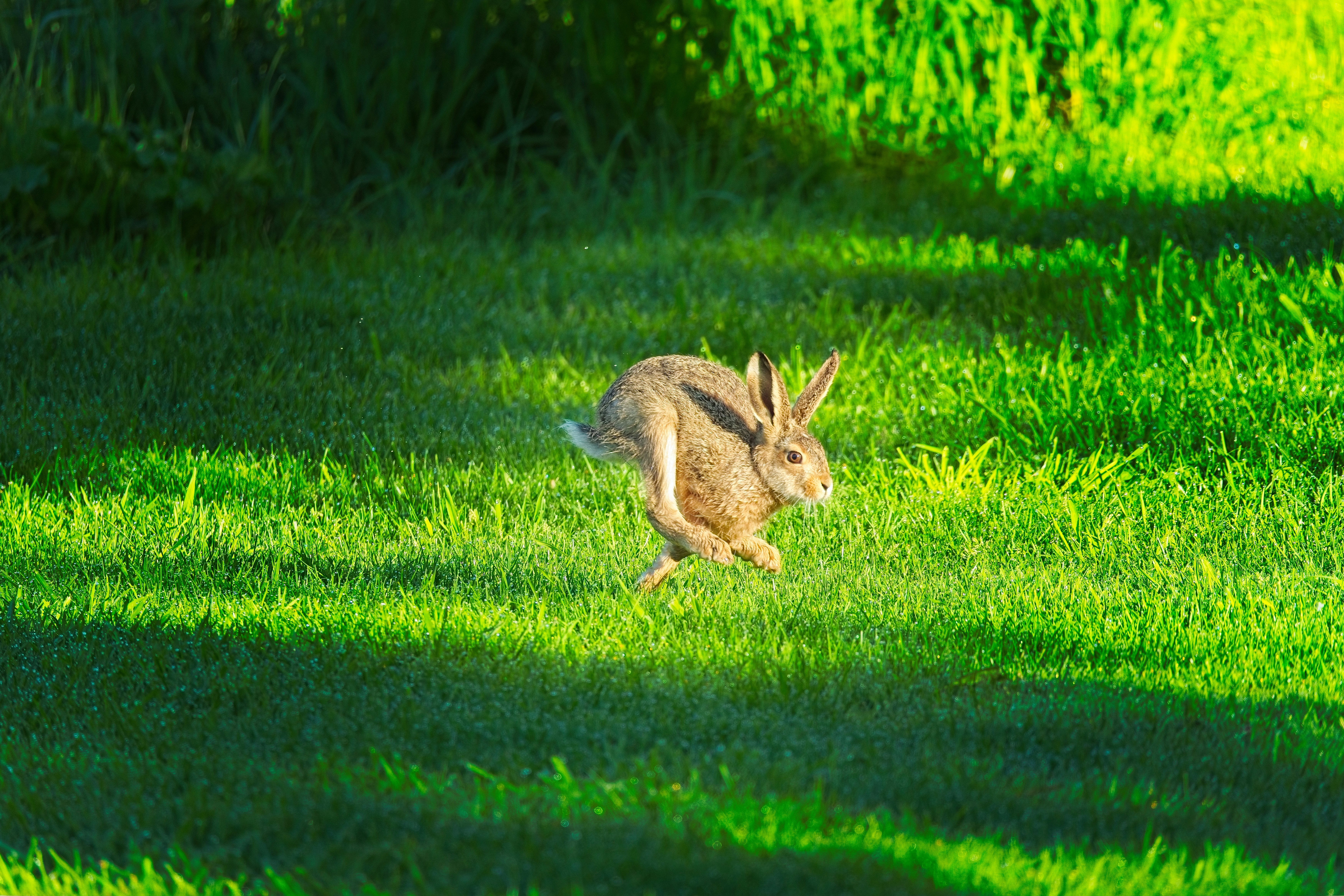 A rabbit running across a lush green field photo – Free Animal Image on ...
