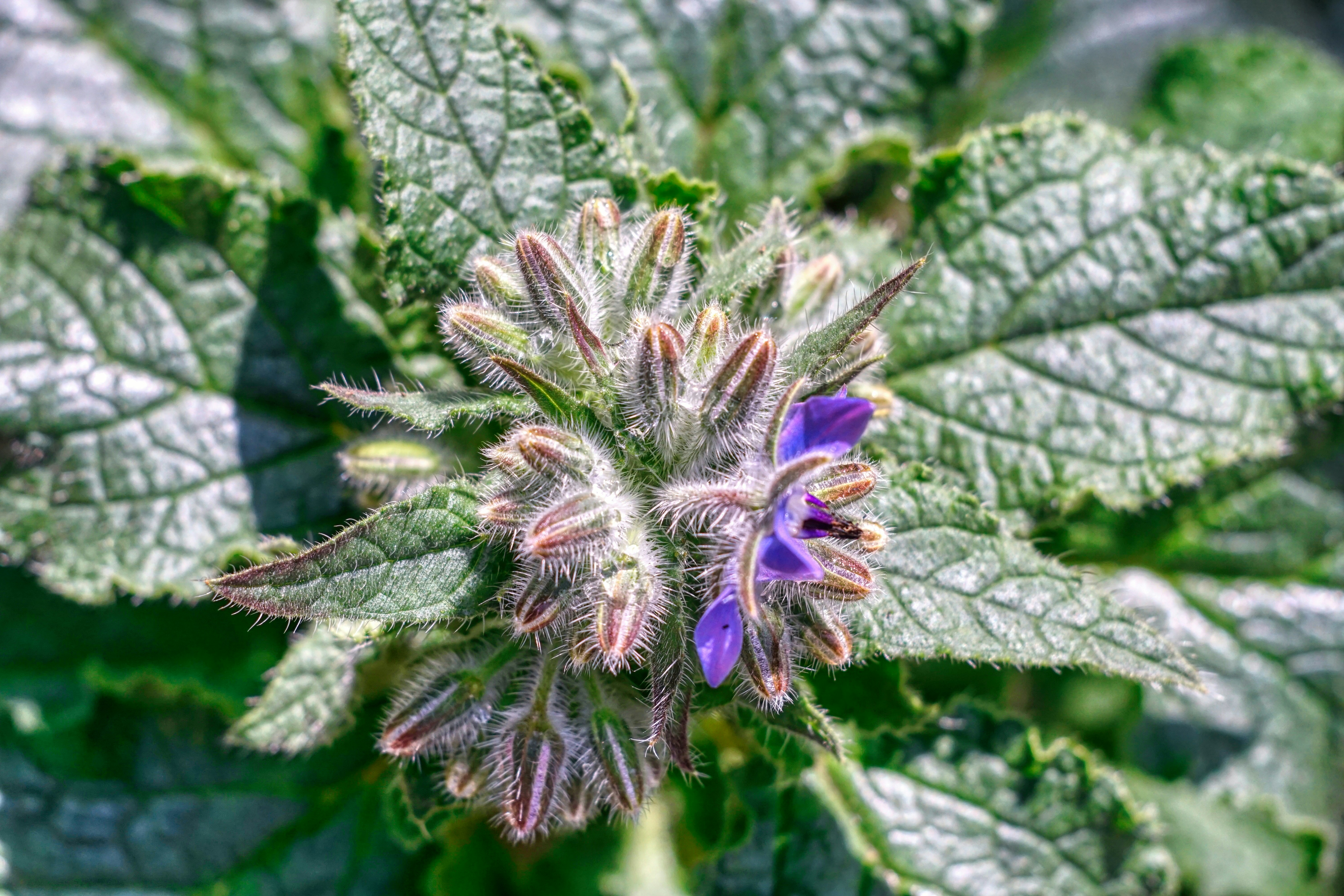 Velvet Buds Among Veined Leaves: A Macro Portrait