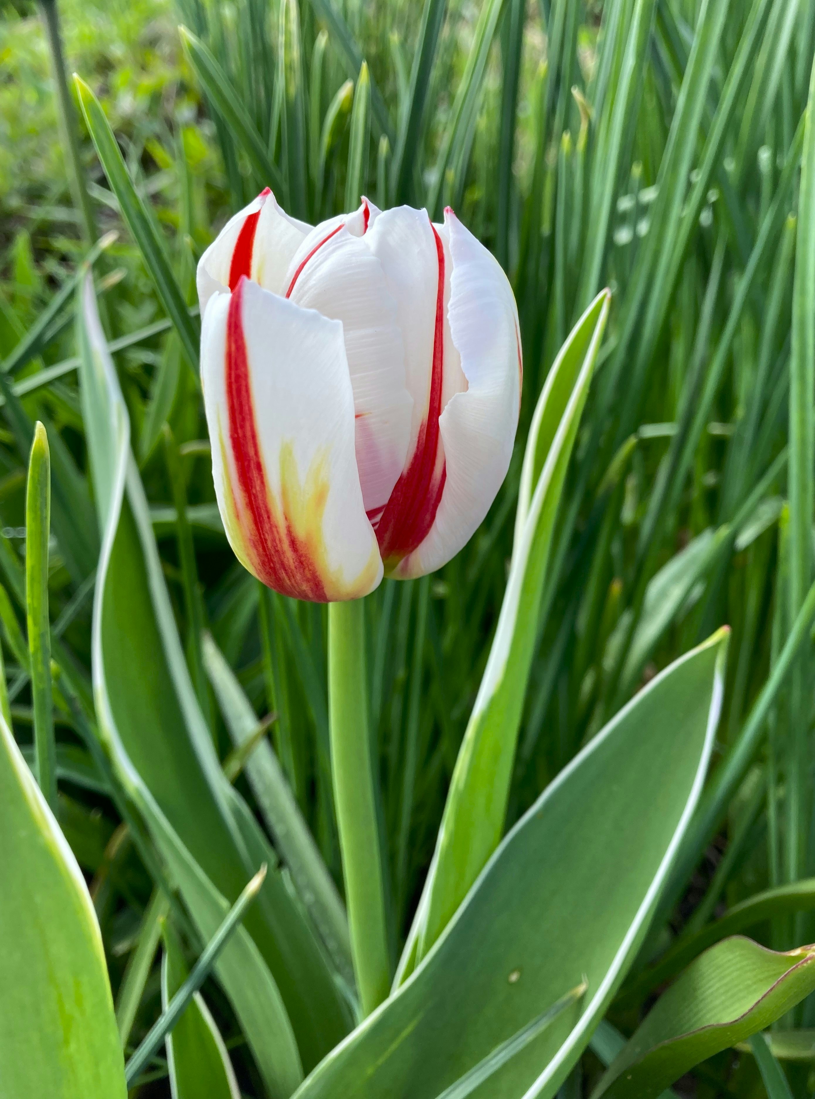 Crimson-Sashed Tulip Standing Tall in a Garden of Green