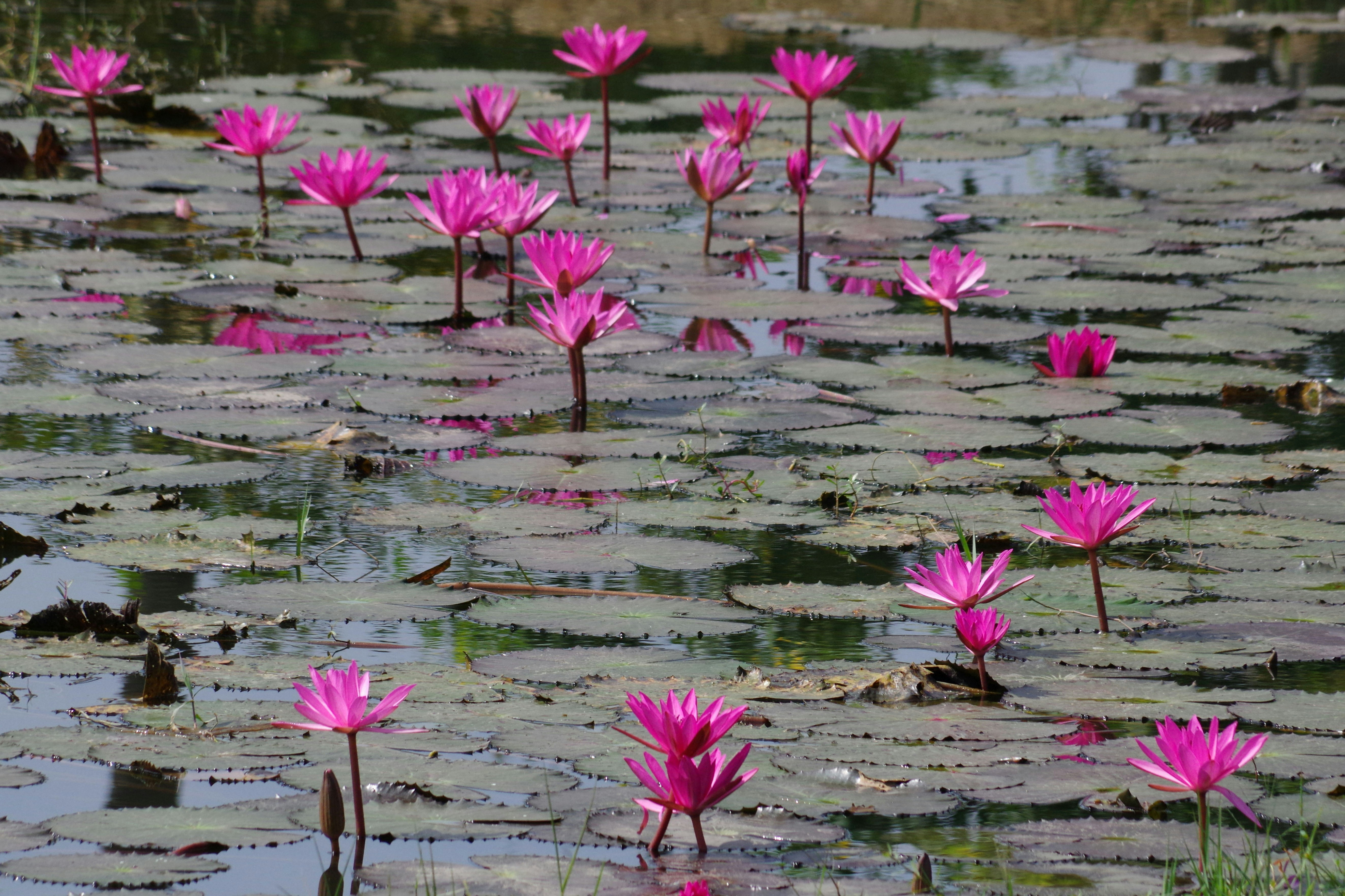 Pink water lilies rise above lily pads on a calm pond, creating a bright, tranquil floral scene. The photograph emphasizes the vivid magenta blooms against a reflective water surface.