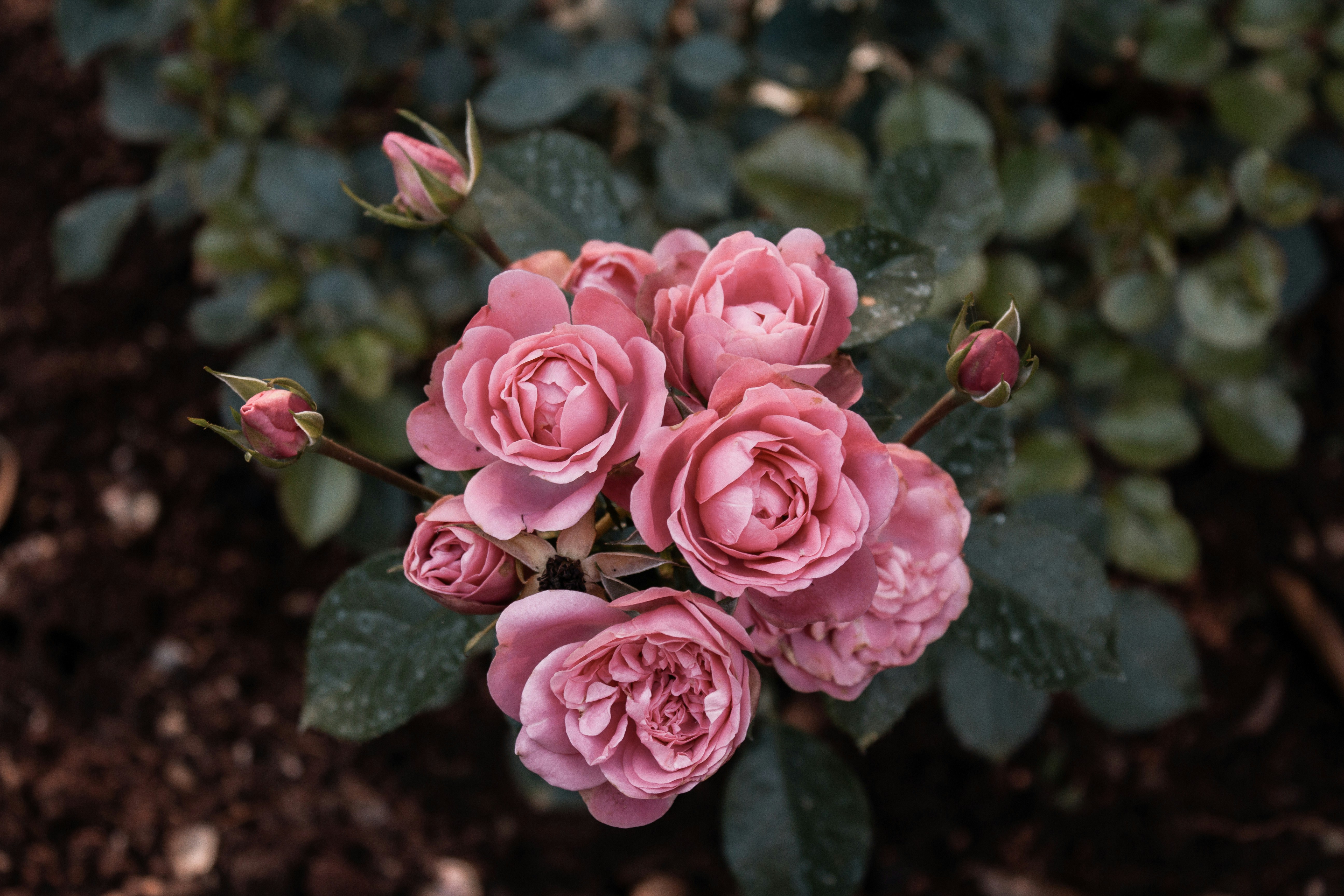 Un bouquet de roses roses posé sur un sol en terre battue photo – Image ...