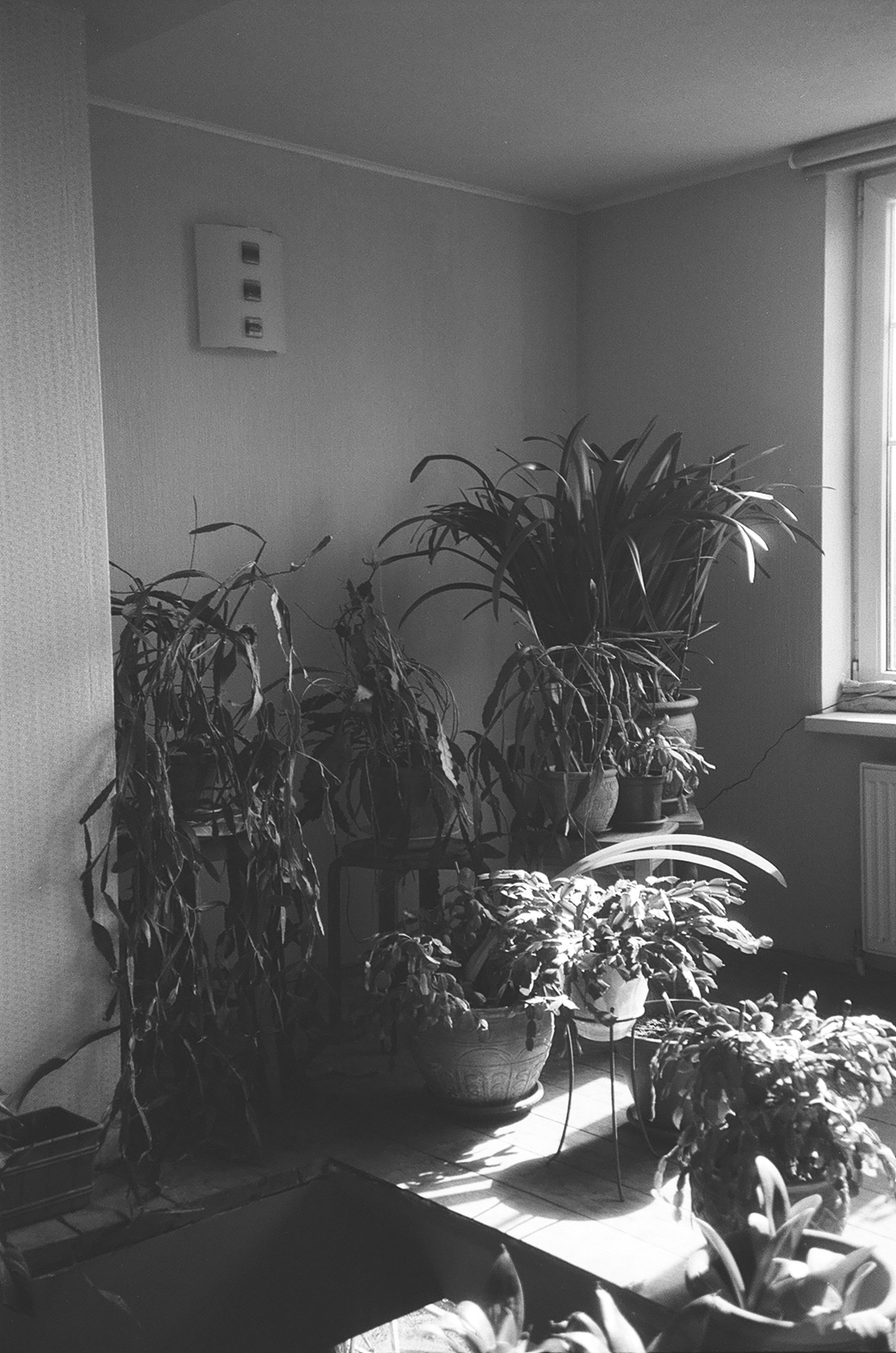 a black and white photo of some plants in a room
