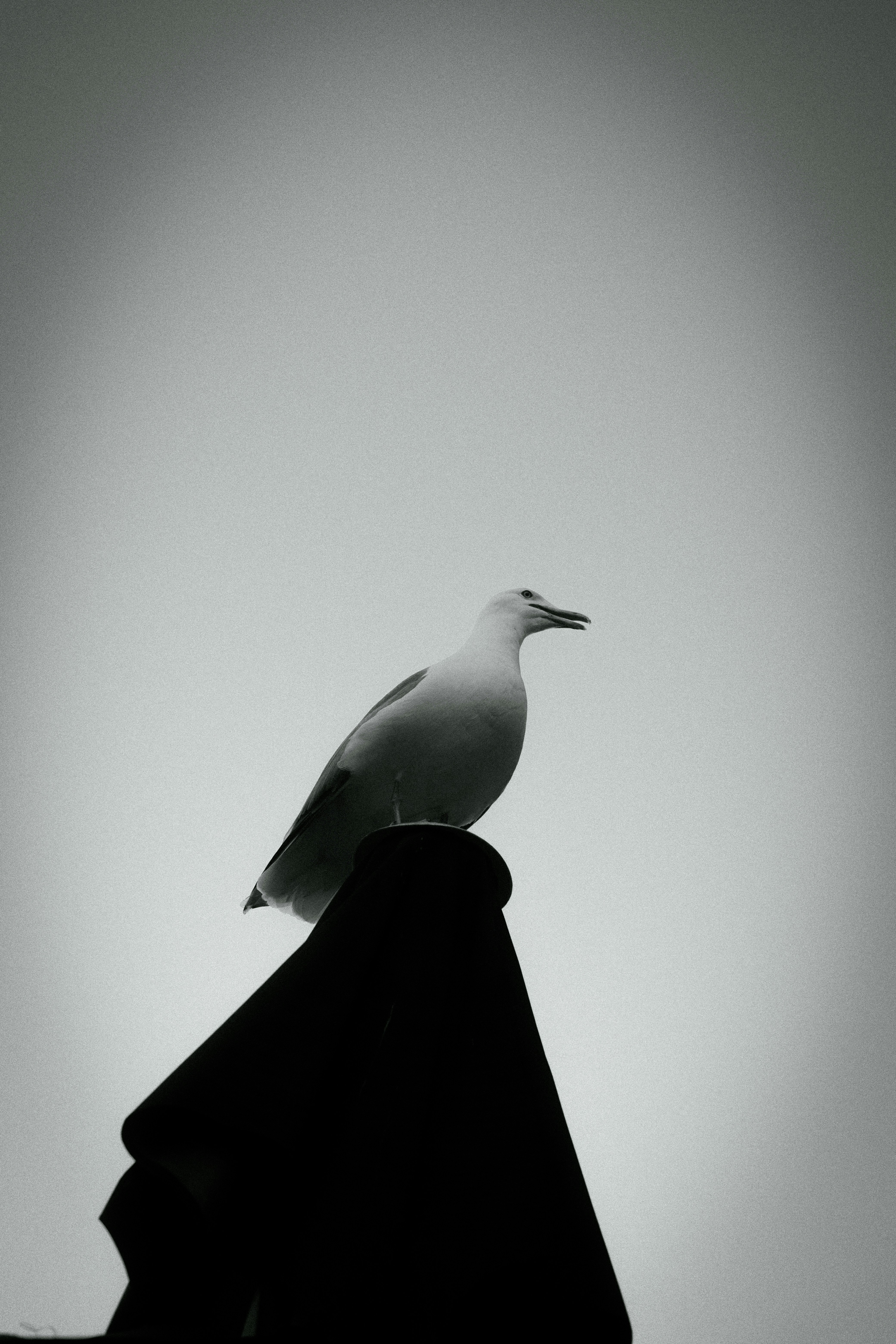 Seagull Sentinel: Perched on a Dark Ridge Under a Quiet Gray Sky