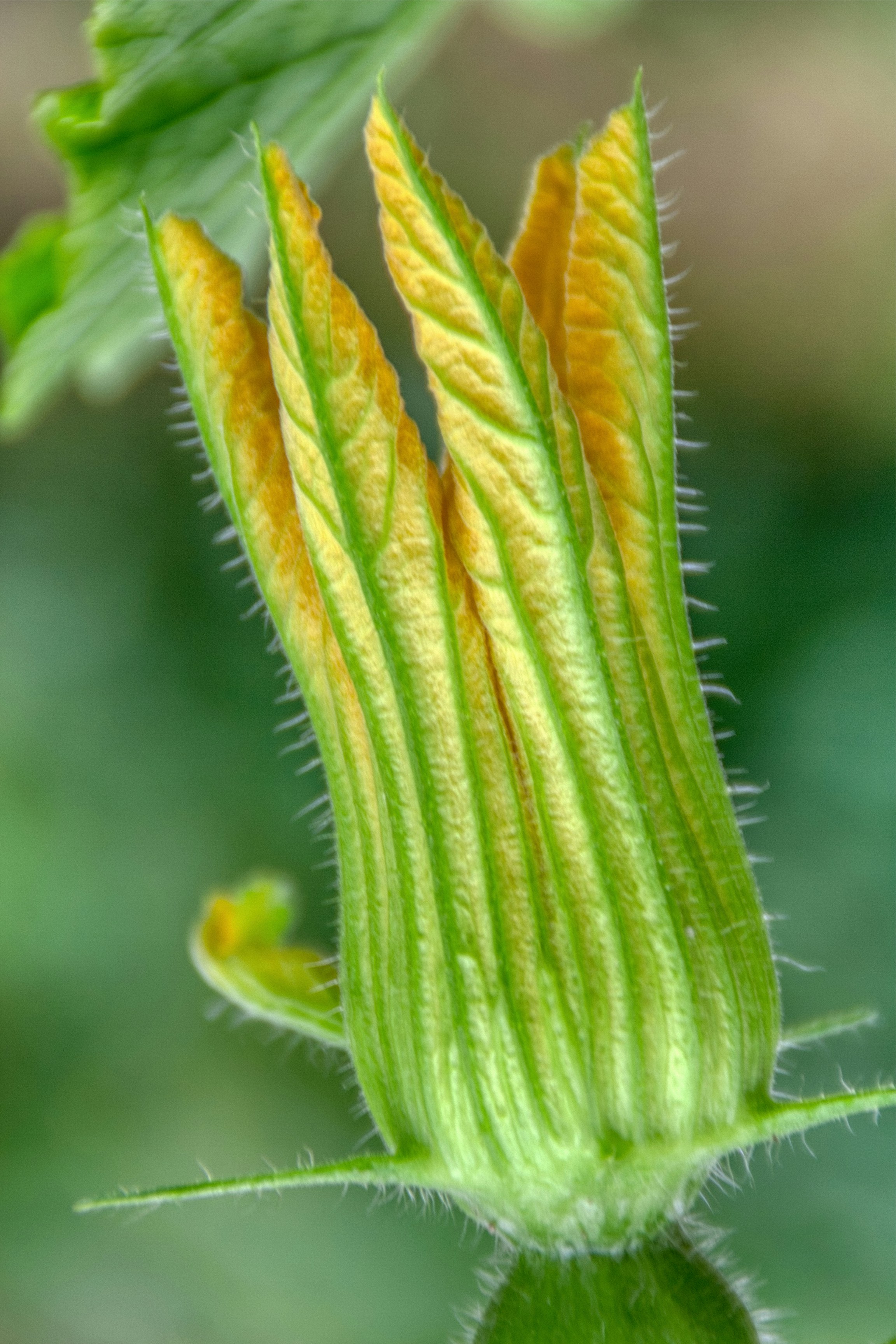 Emerald-striped macro bud curling up under soft light