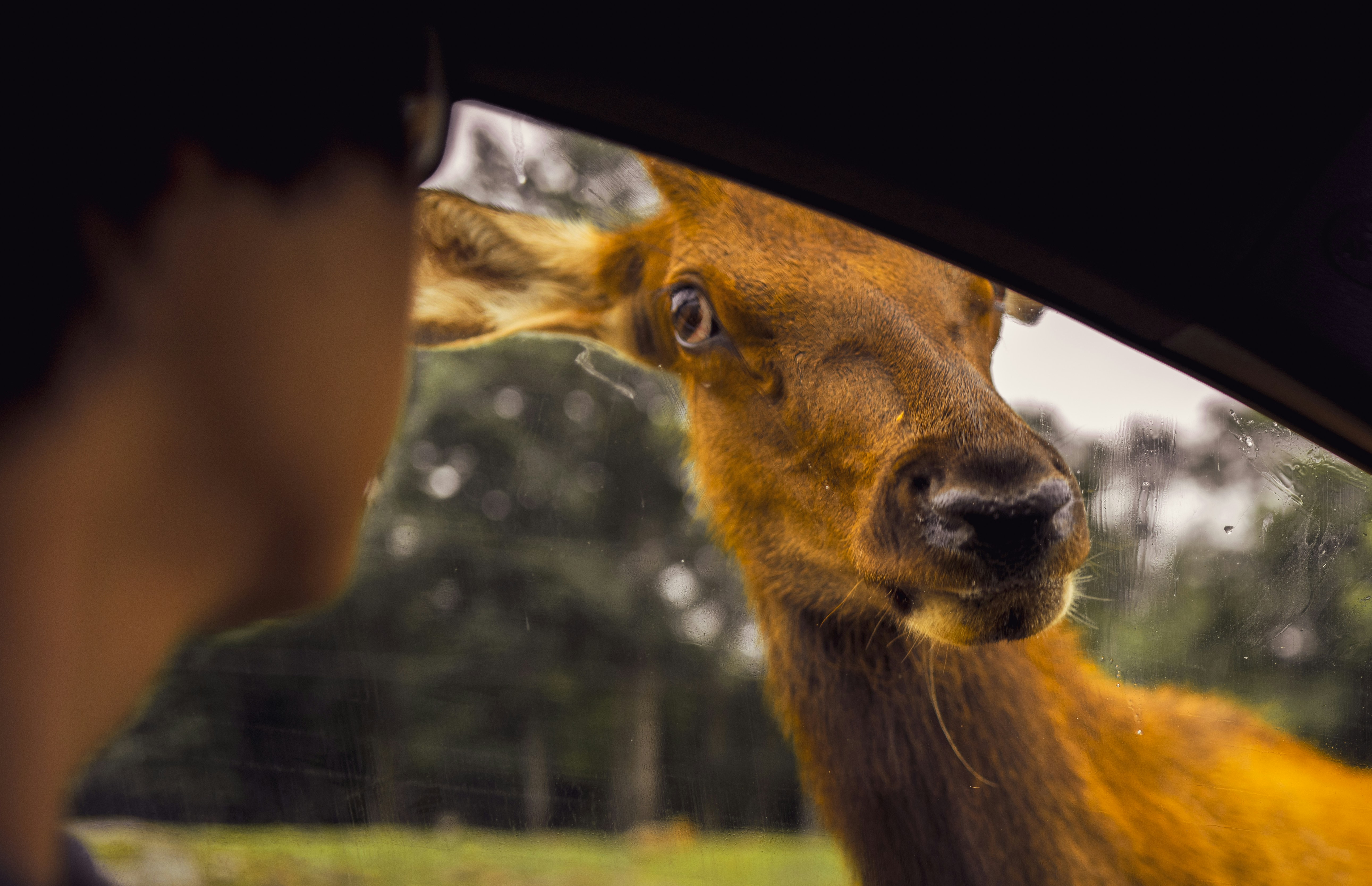 Glimpse Through the Glass: A Curious Horse Peers Into a Car Window