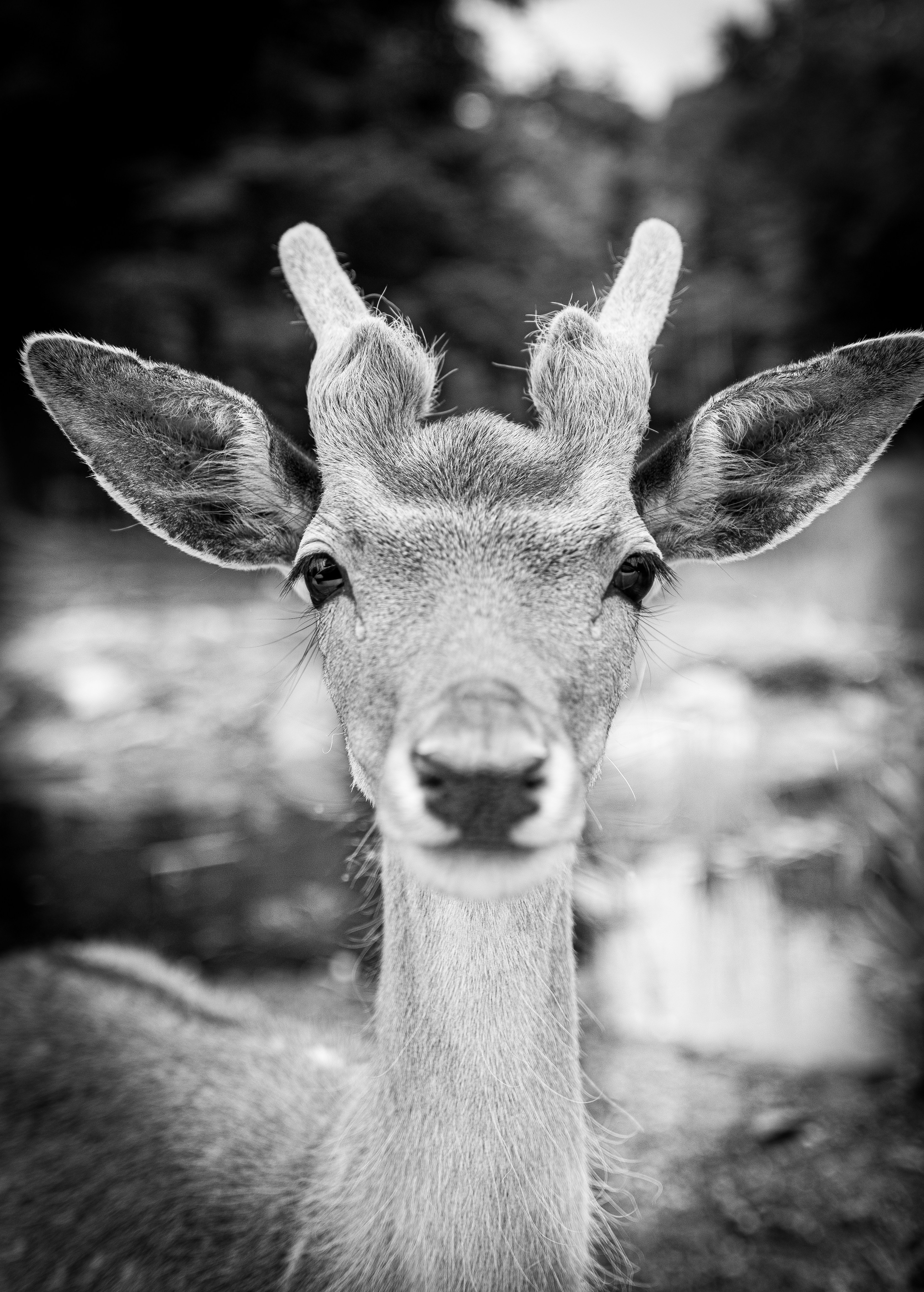 Direct Gaze in the Pines: A Close-Up Deer Portrait