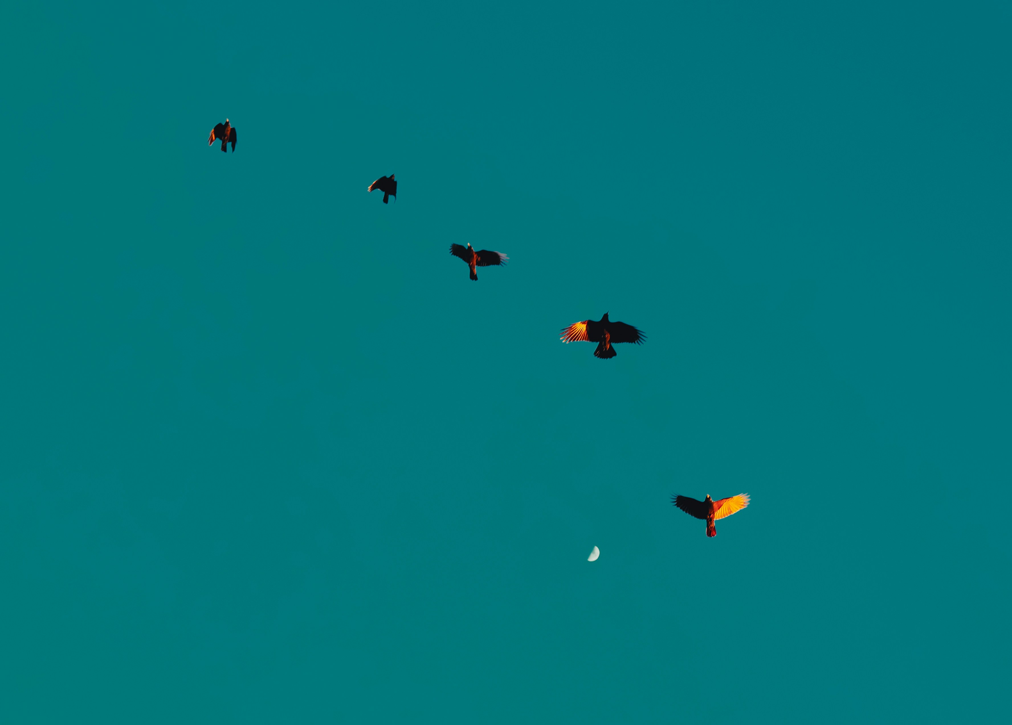 Orange-winged Streak: Five Birds Against a Teal Sky