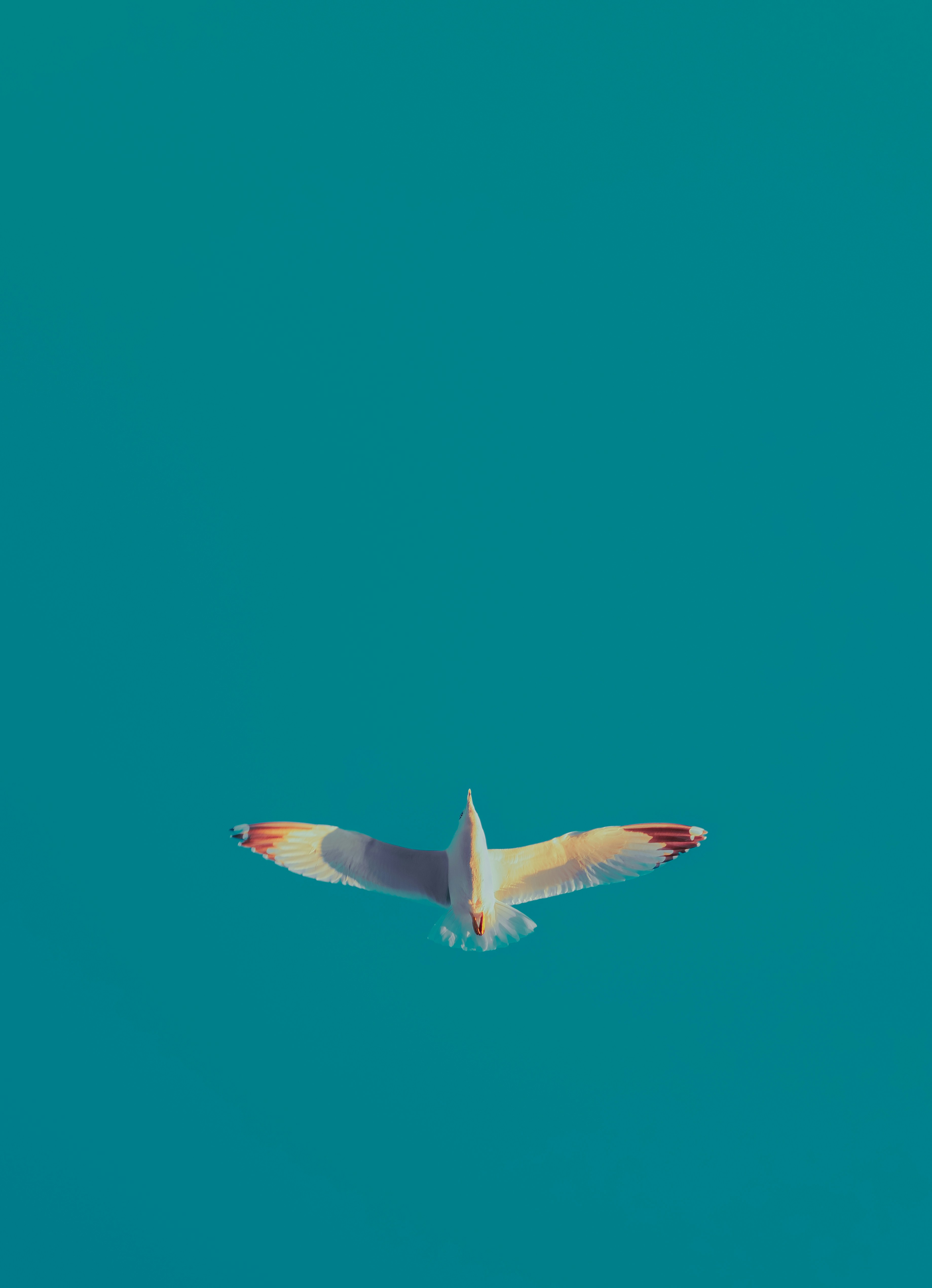 Turquoise Skyflight: A Gull Tracing a Quiet Arc