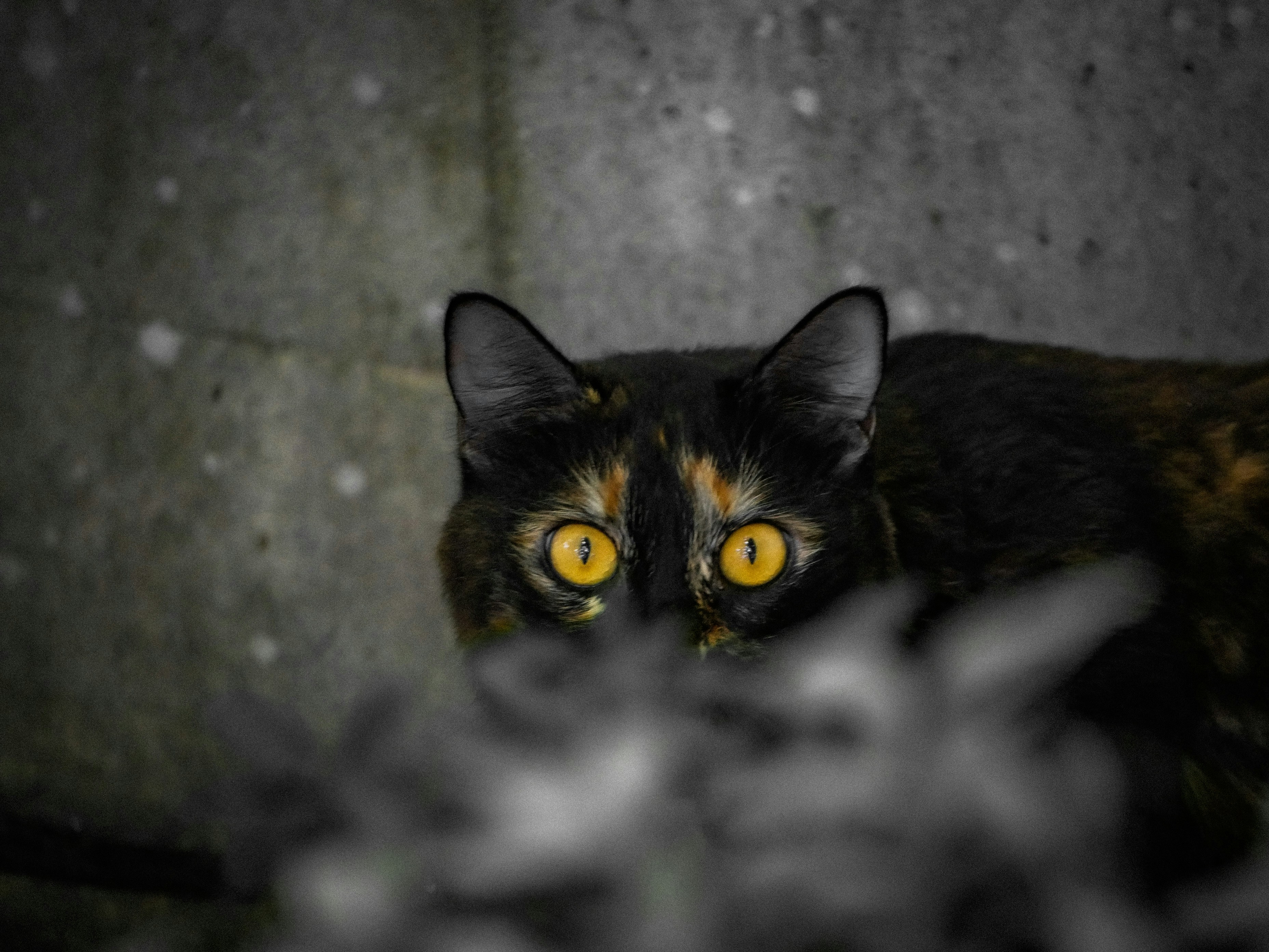 Glow in the Dark: Cat Eyes in the Shadows