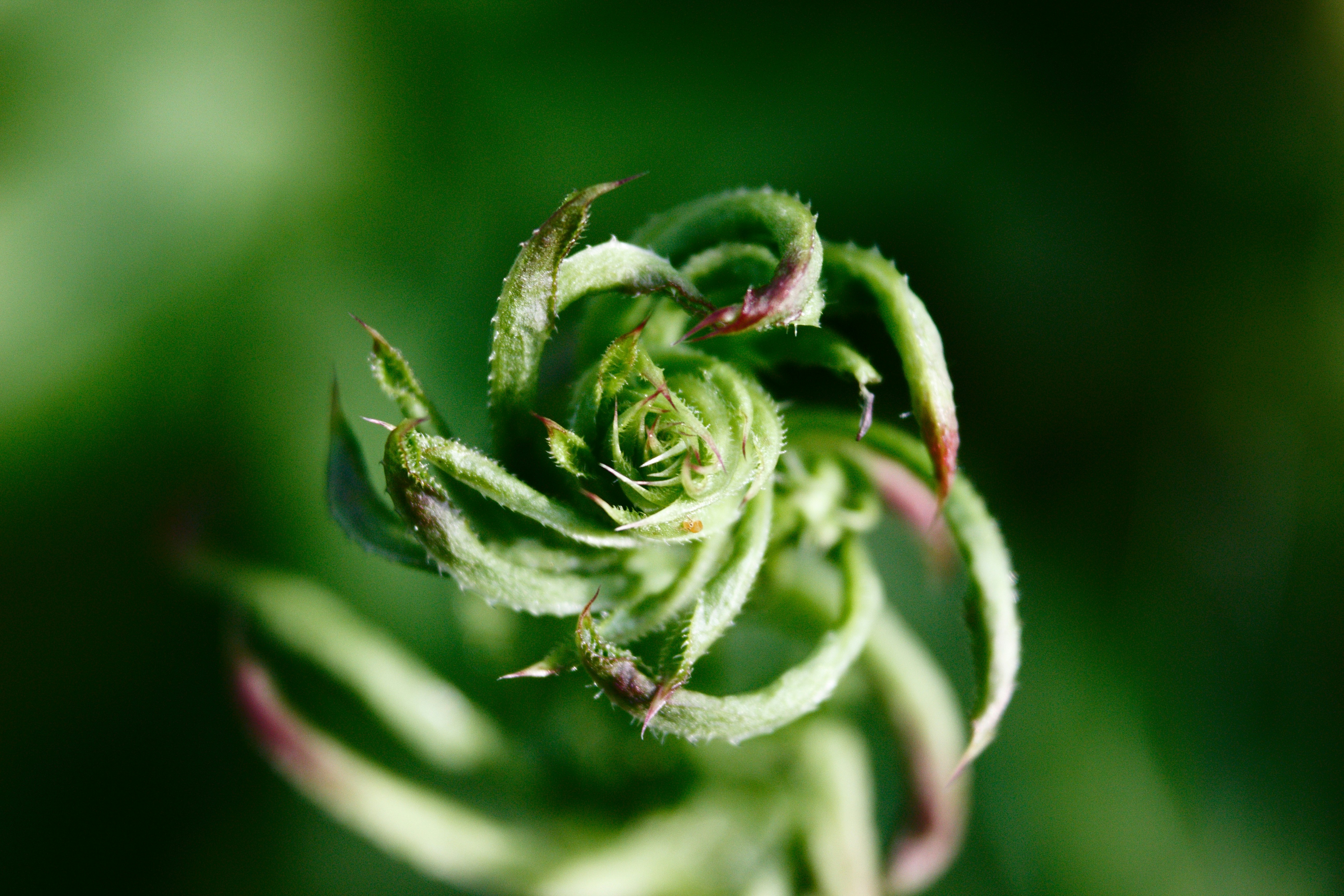 Emergent Spiral: Close-Up of a Green Rosette