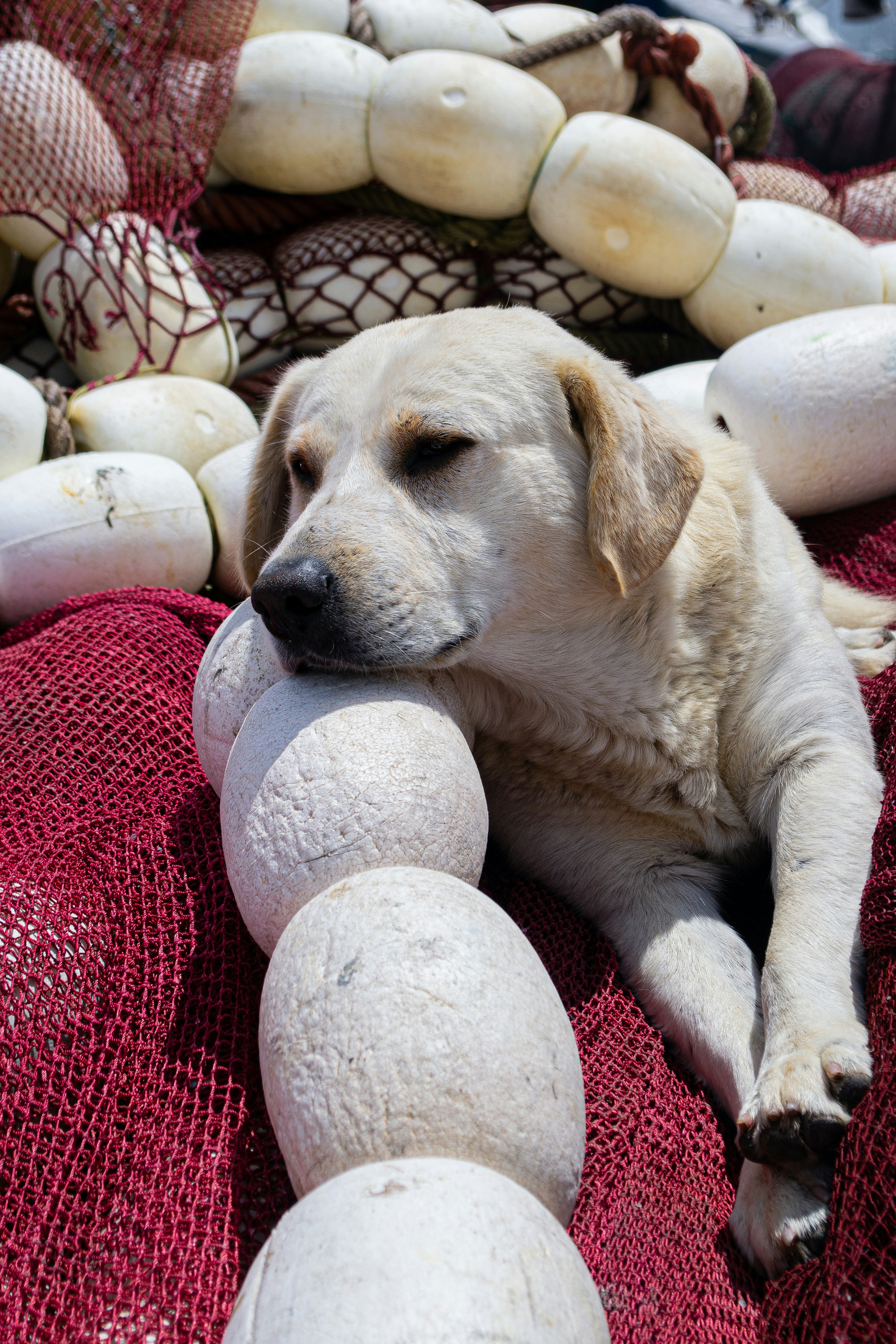 Nap Time Among the Floats: A Labrador Retriever Finds Comfort on White Spheres