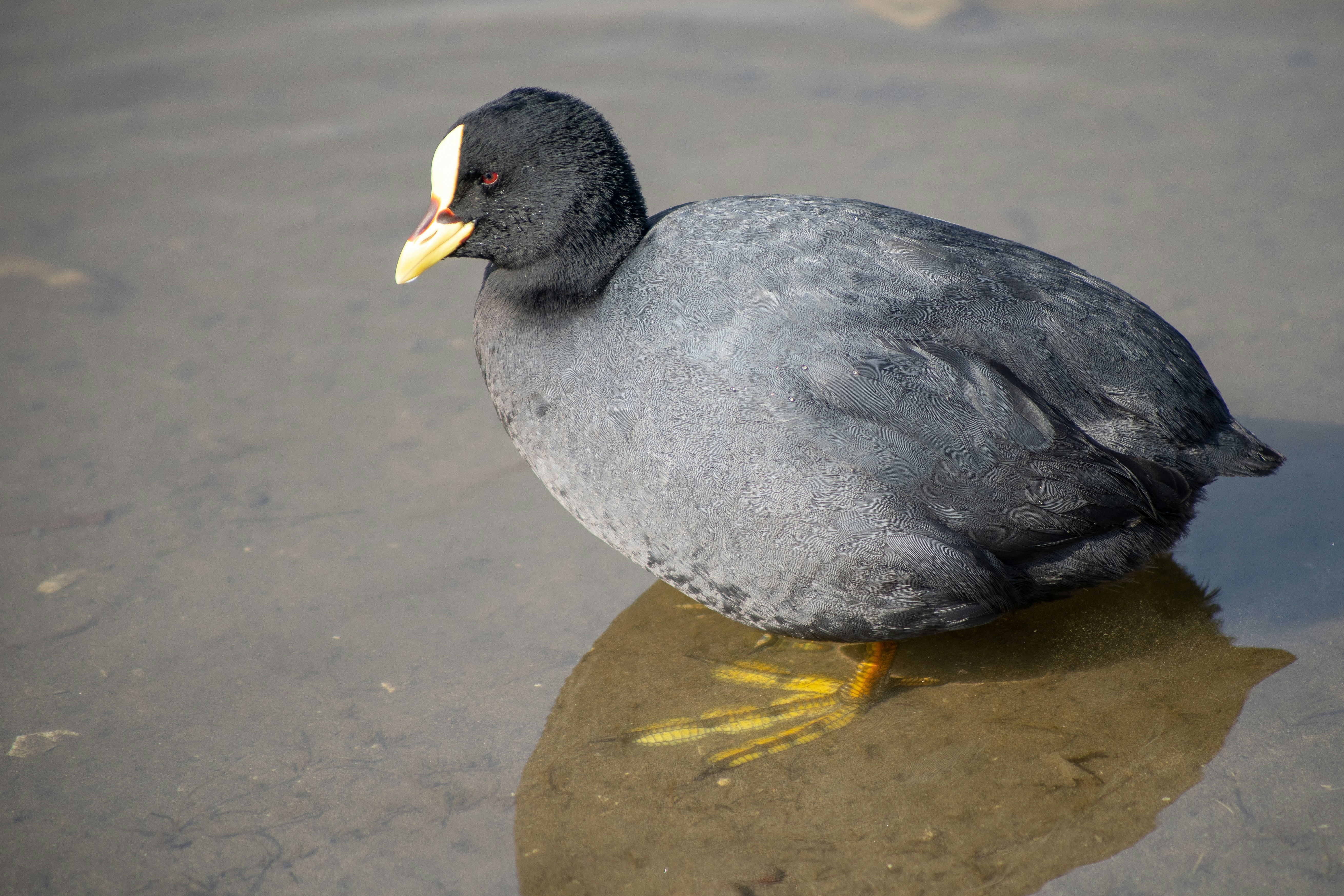 Ruddy-faced Moorhen: Quiet Contemplation on a Puddled Ledger