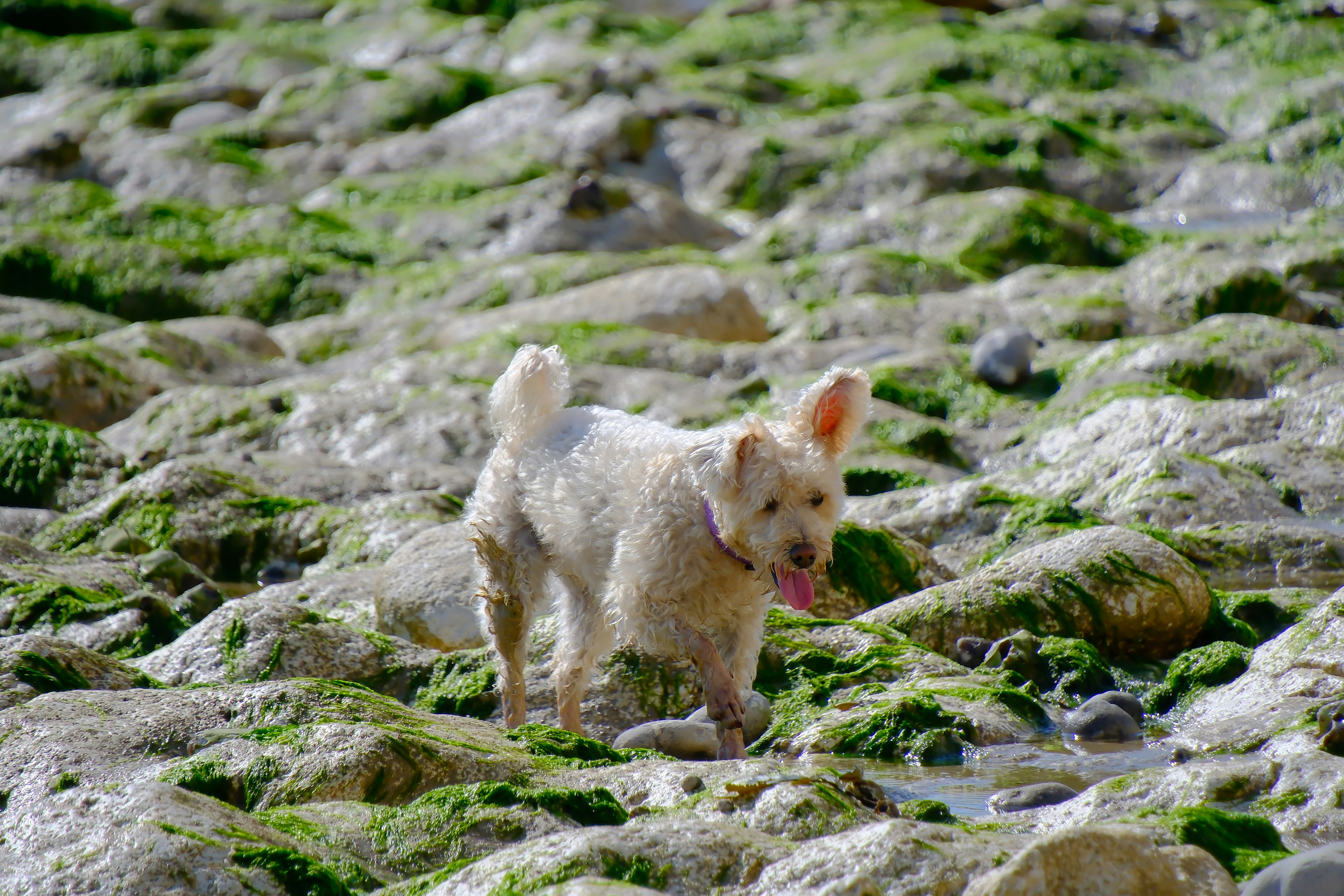 Terrier Among Mossy Rocks by a Tidal Pool