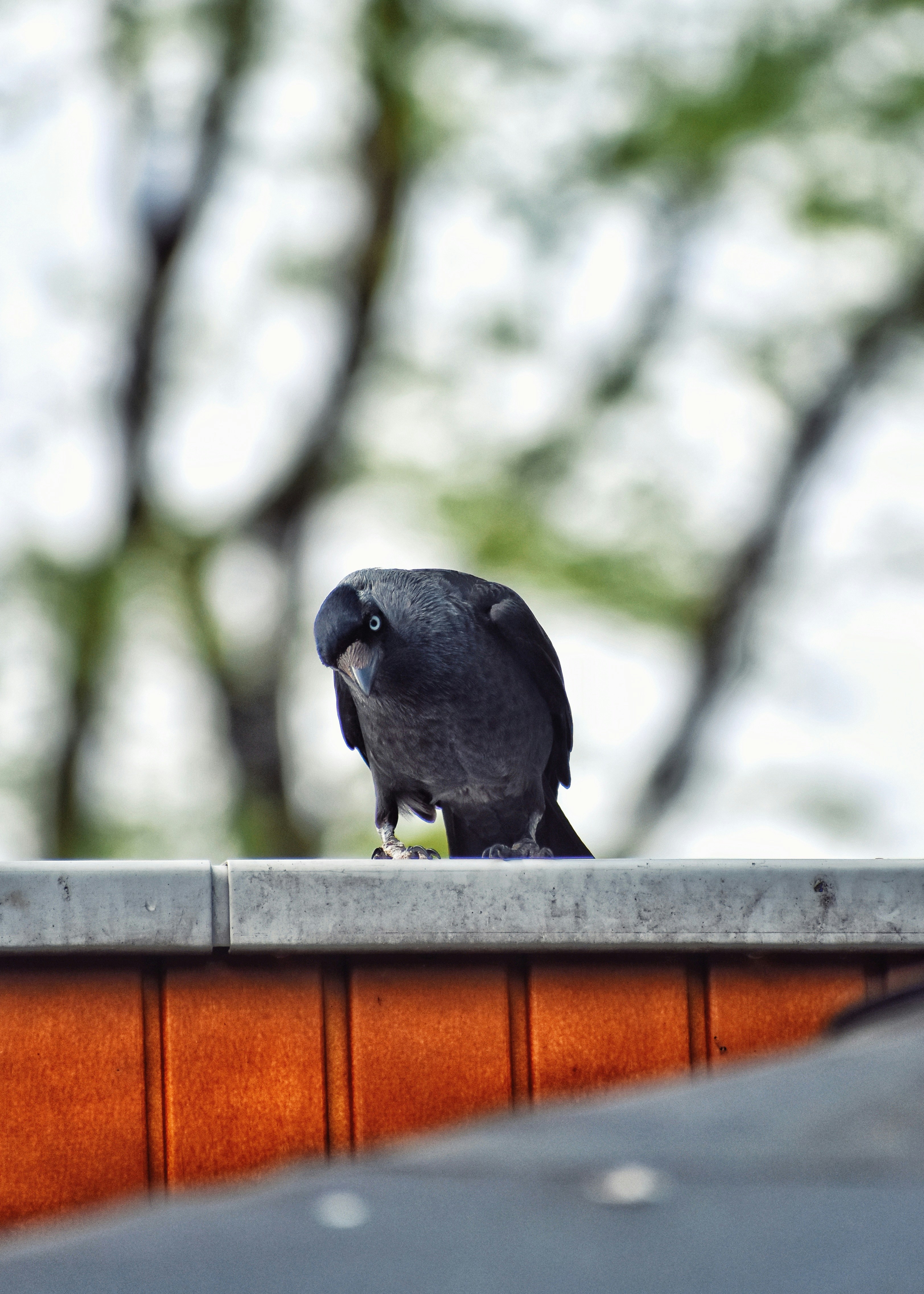 Raven on the Roof Rail: A Quiet Vigil Over Rust and Light