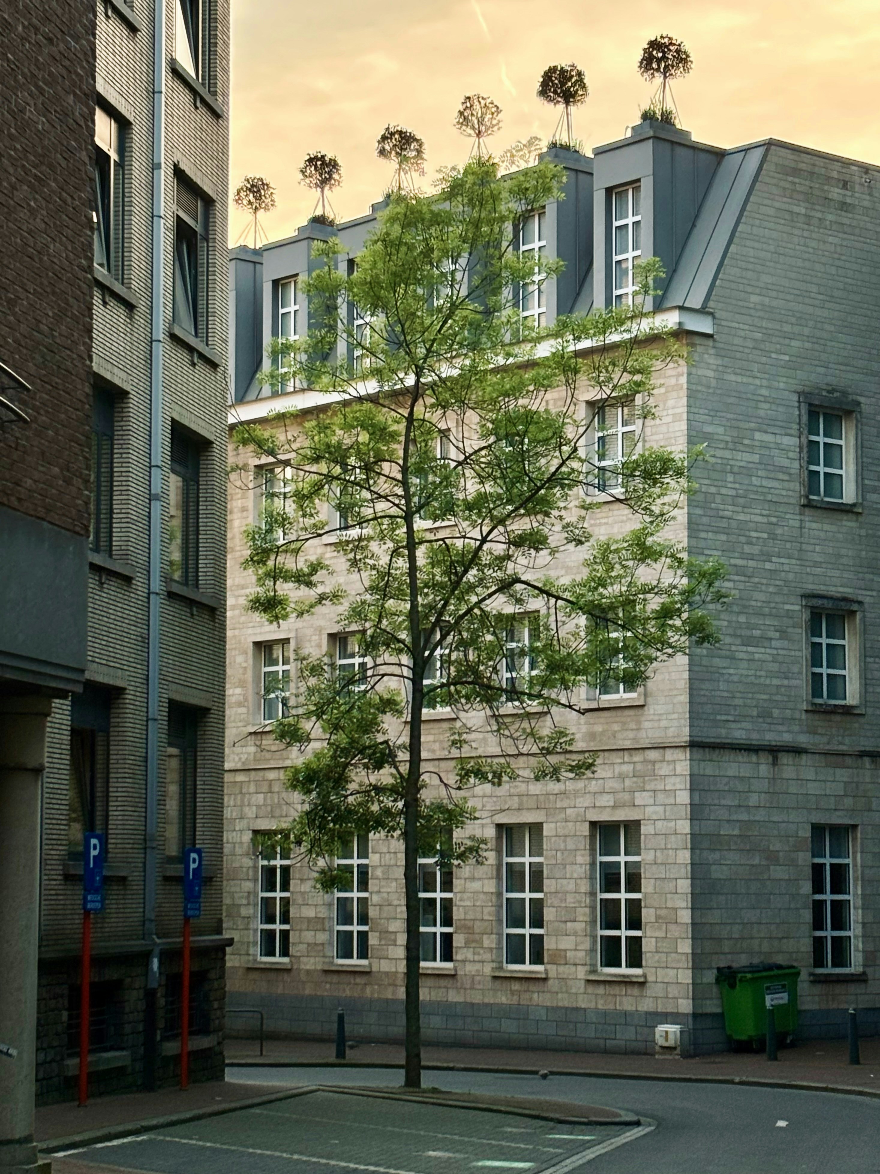 Tree Framed by Stone Facades in a Quiet Urban Courtyard