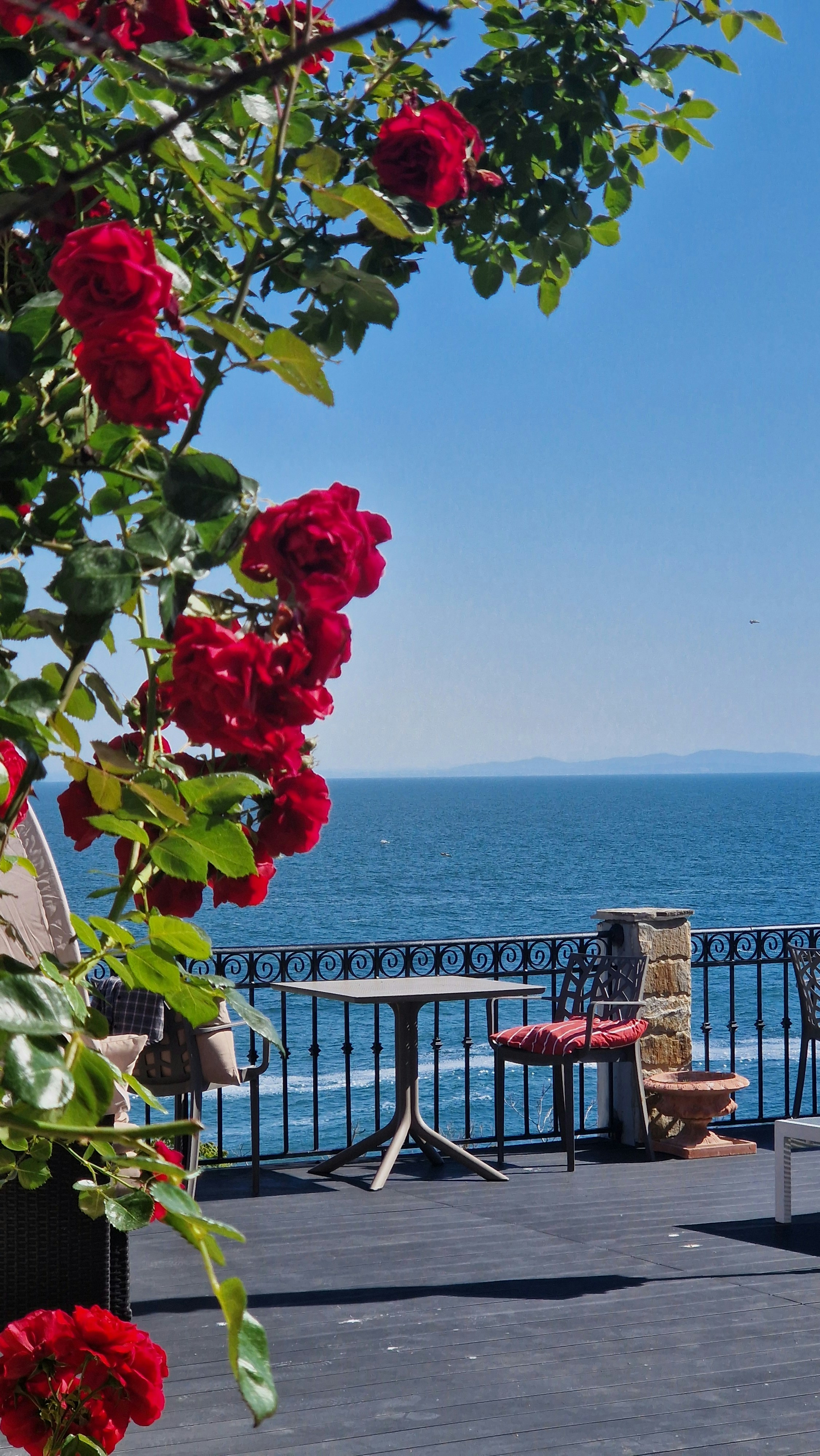 Crimson Roses Framing a Seaside Terrace Over the Calm Blue Sea