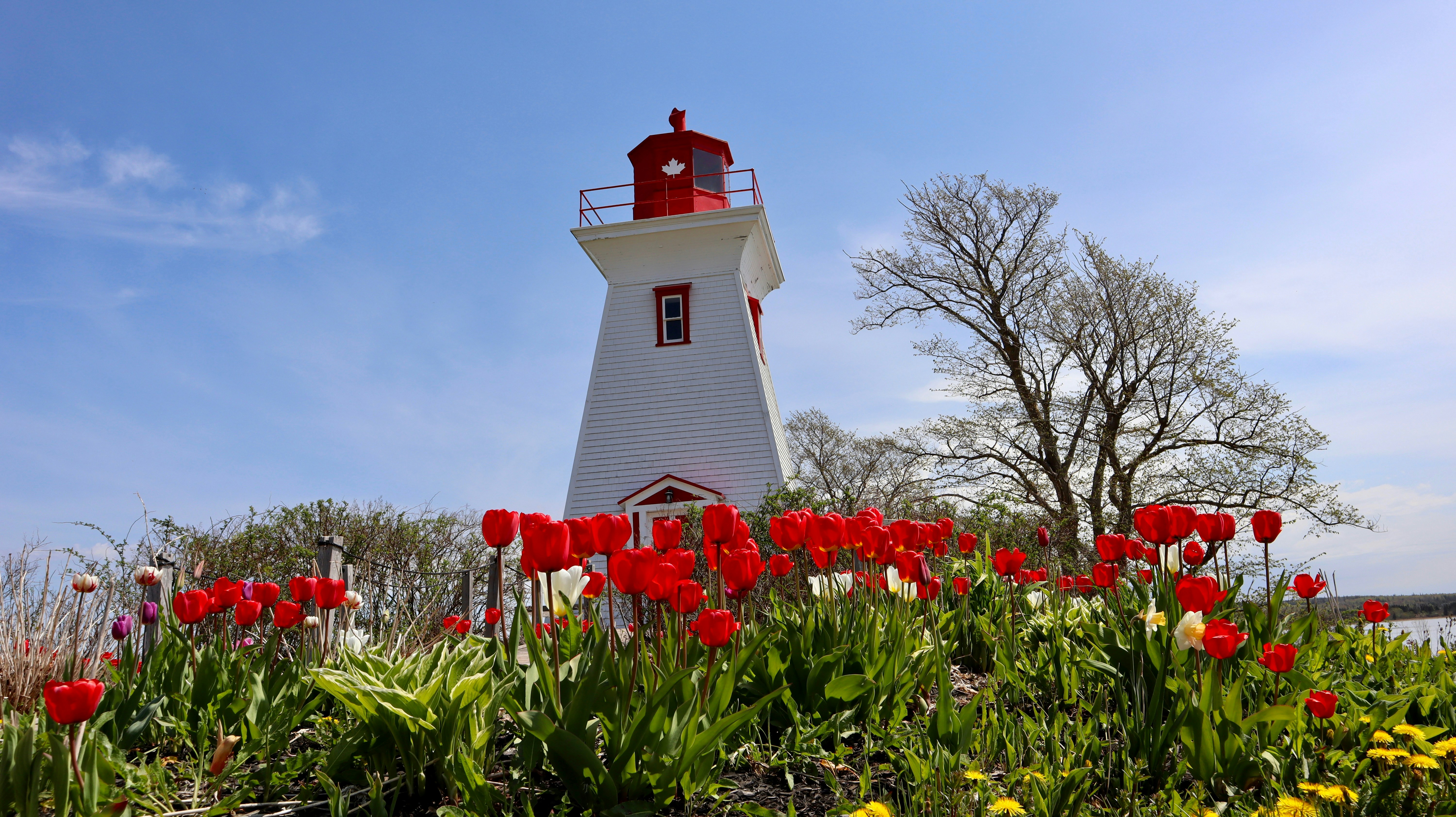 Tulip Crowned Lighthouse: A Scarlet Garden Guards a White Beacon