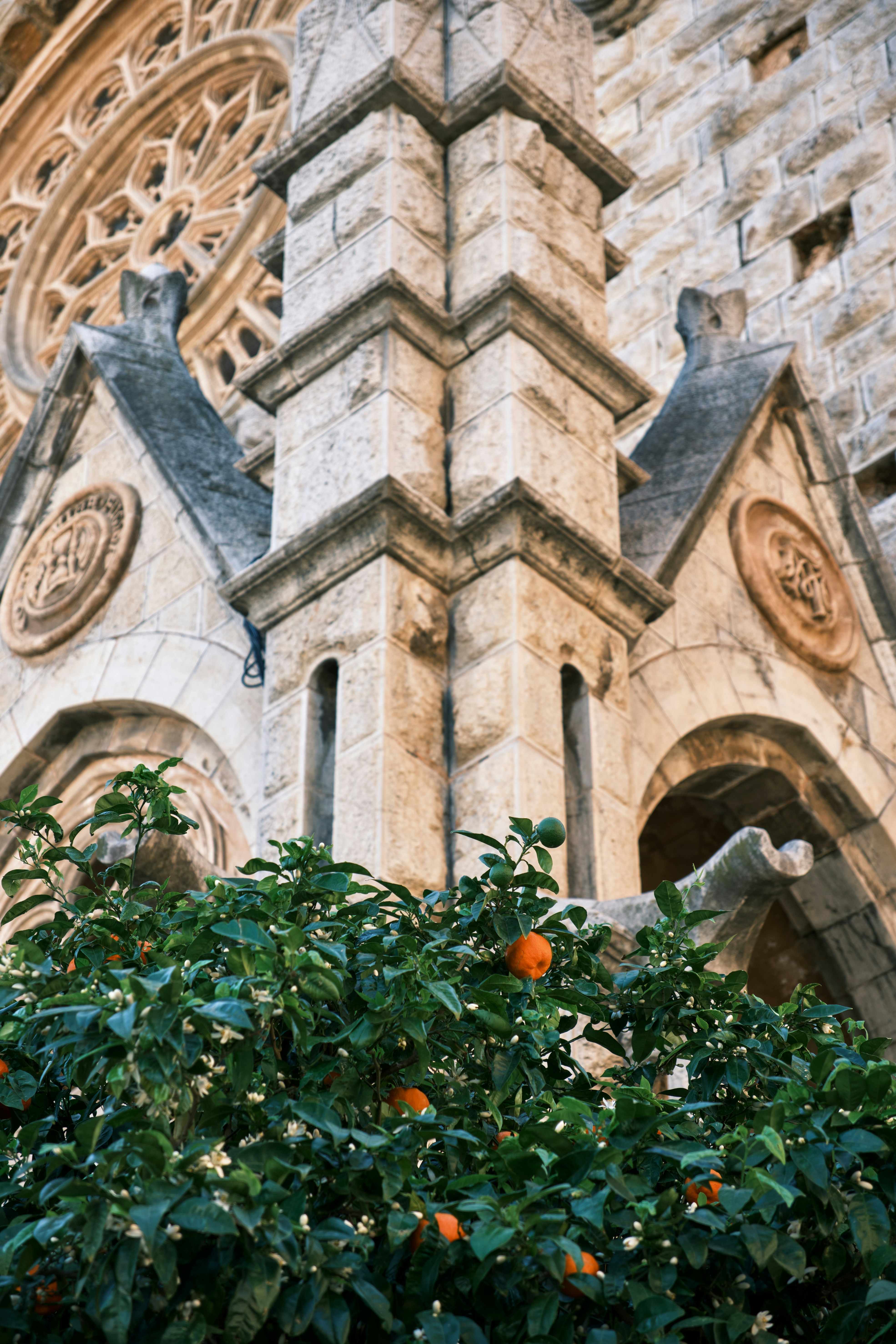 an orange tree in front of an old church