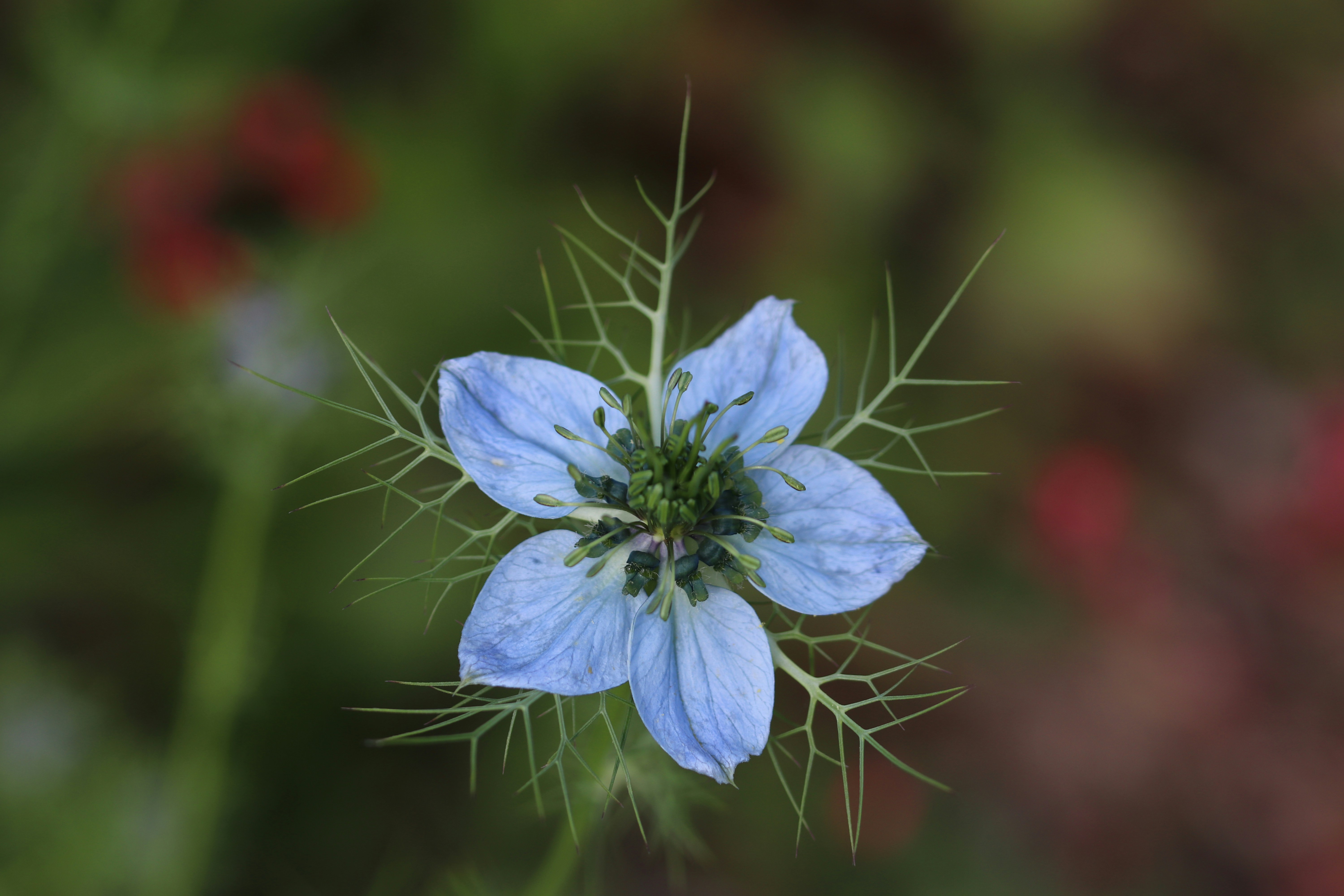 Azure Nigella in Focus: close-up of pale-blue bloom framed by feathery bracts