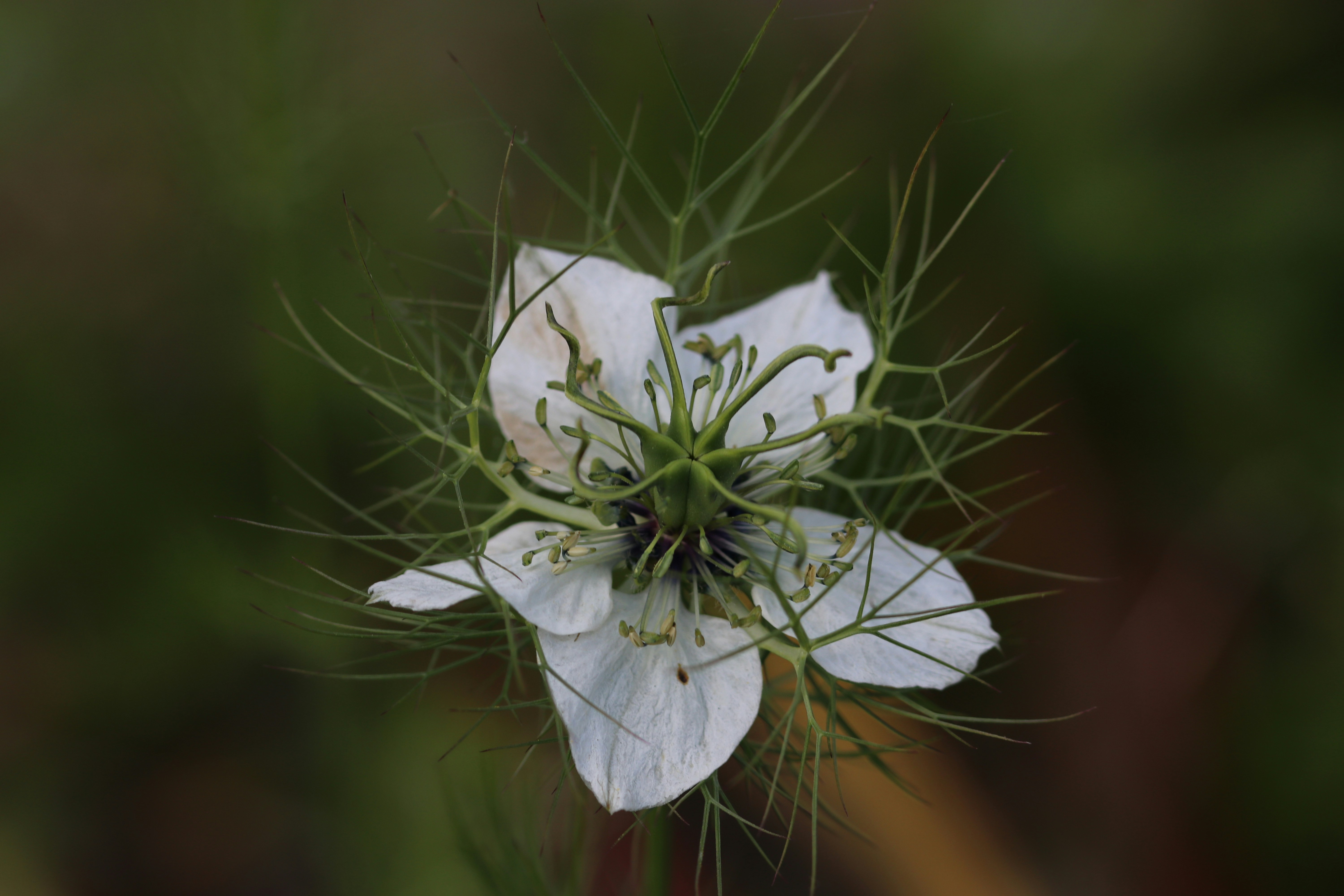 Desert Rose in Spiky Embrace: White Petals Amid Needle-like Green Filaments