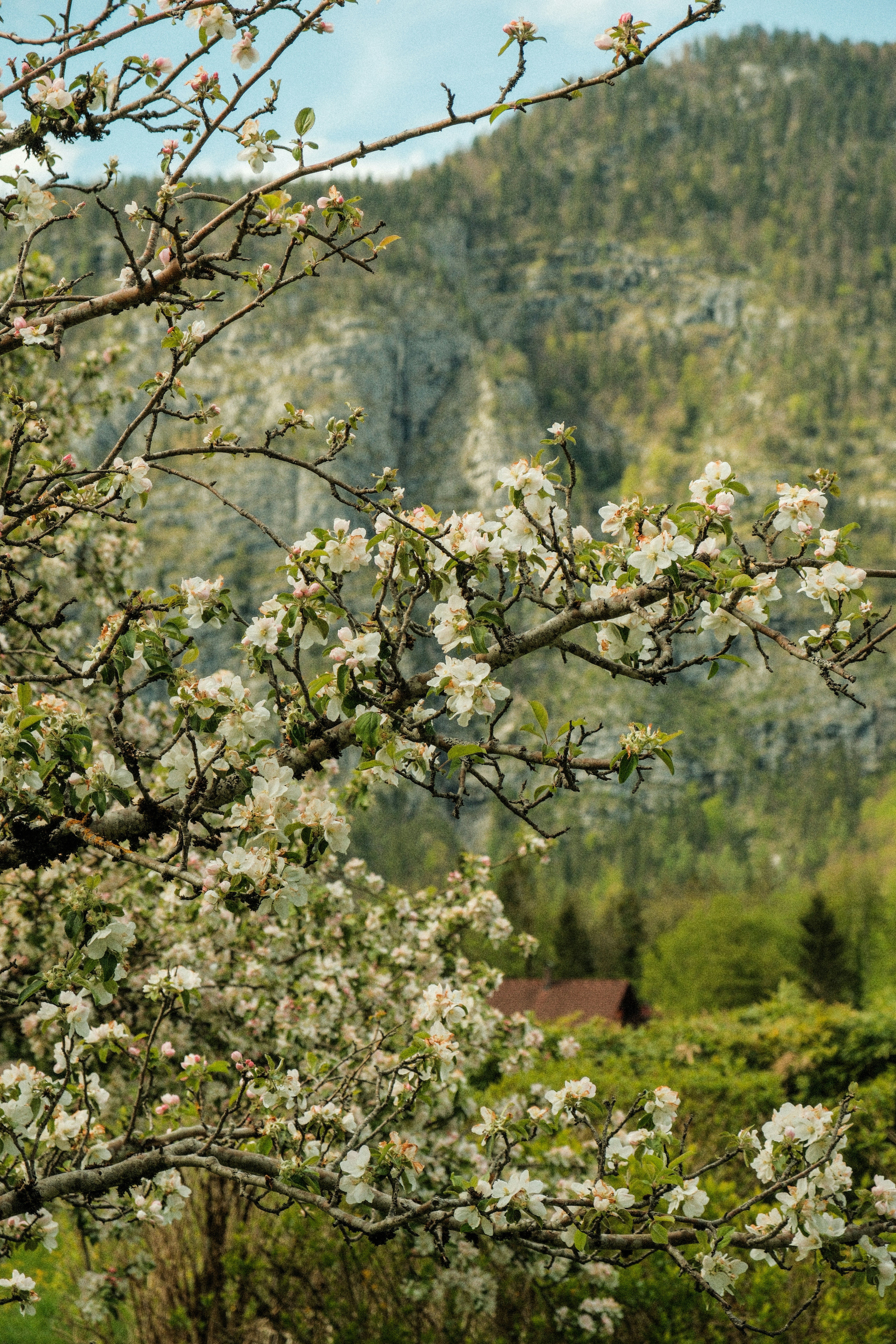 Alpine Bloom Lace Over a Quiet Valley
