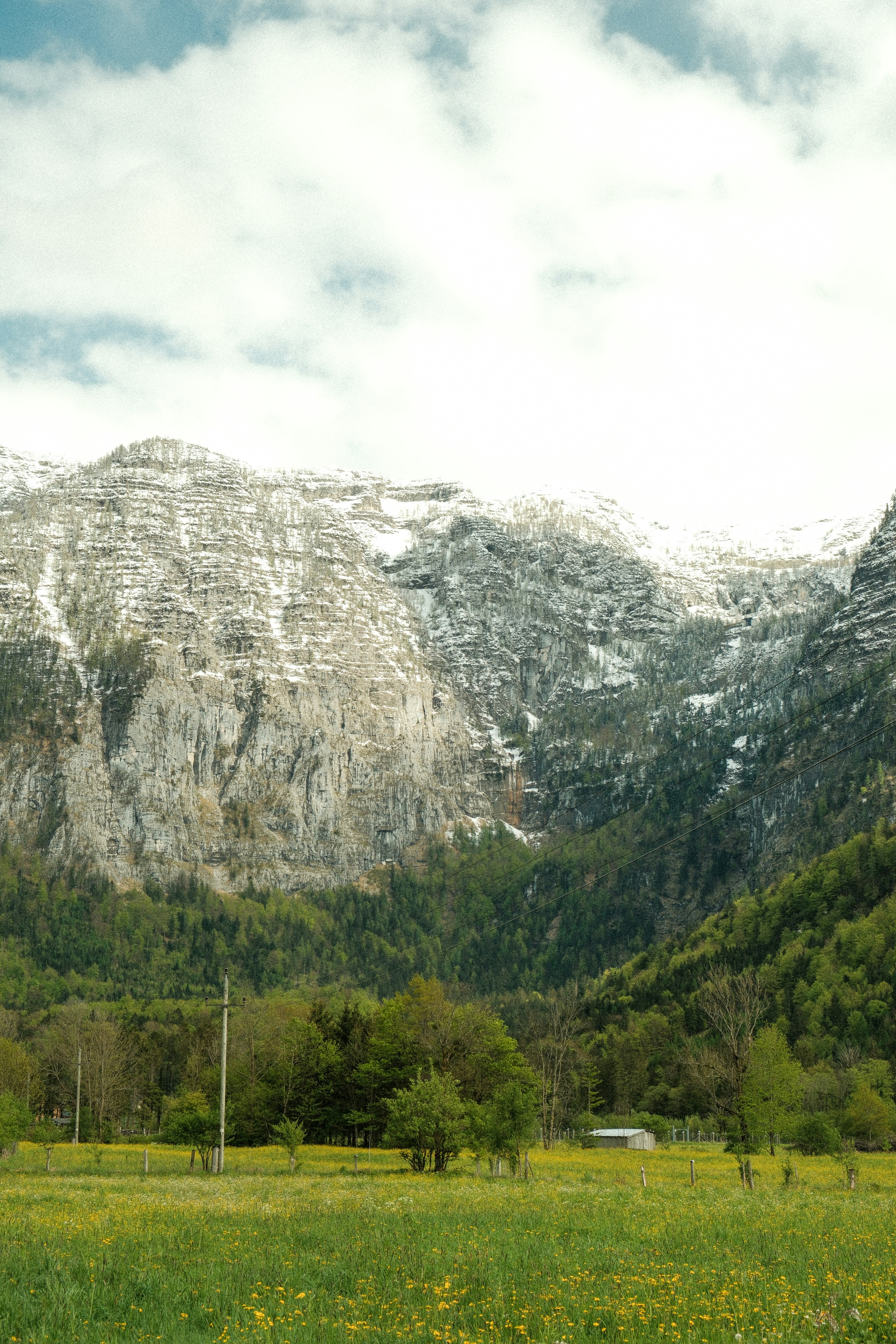 Snowbound Peaks above a Breezy Meadow