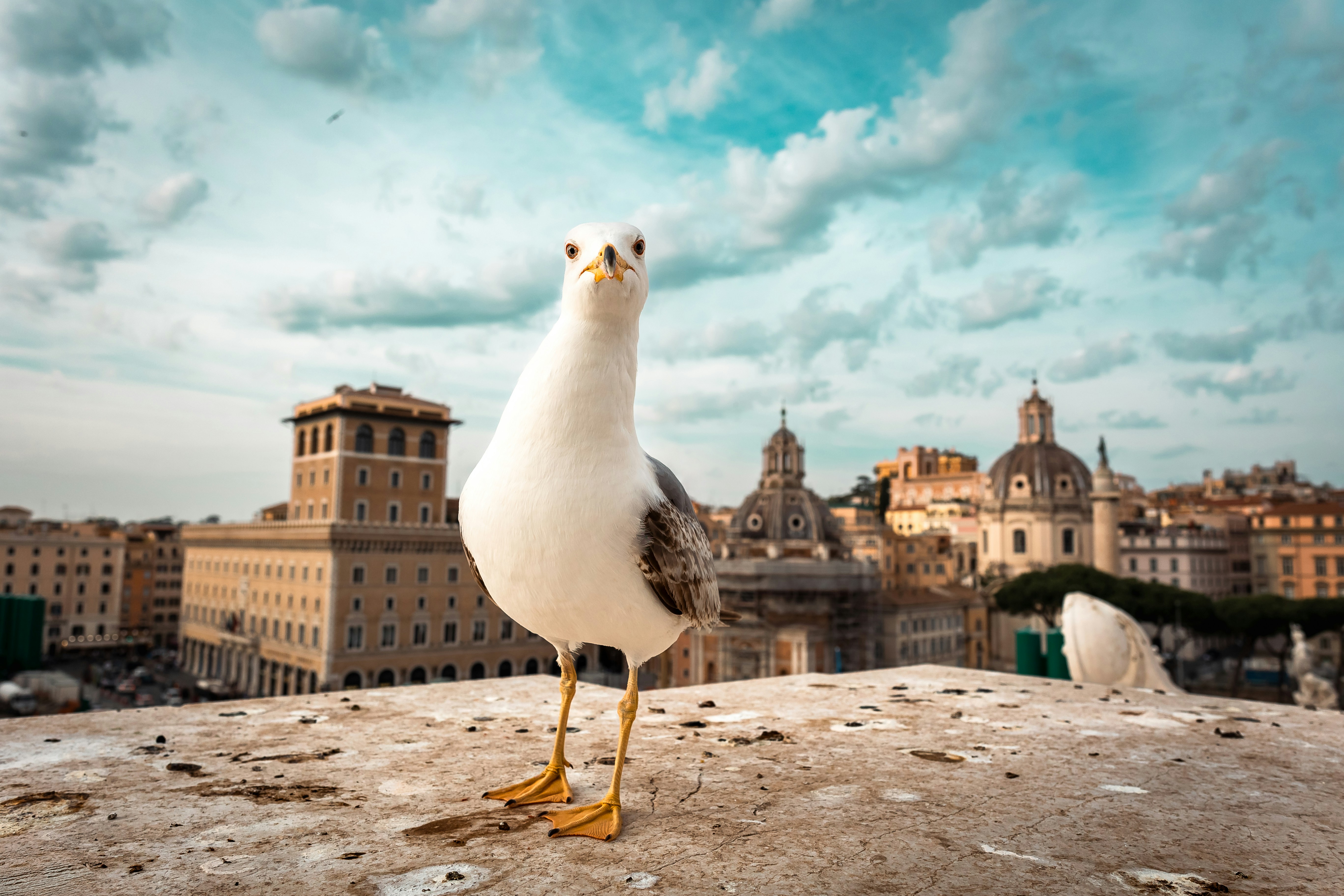 Rooftop Sentinel: A Seagull Stands Boldly Over the Roman Skyline