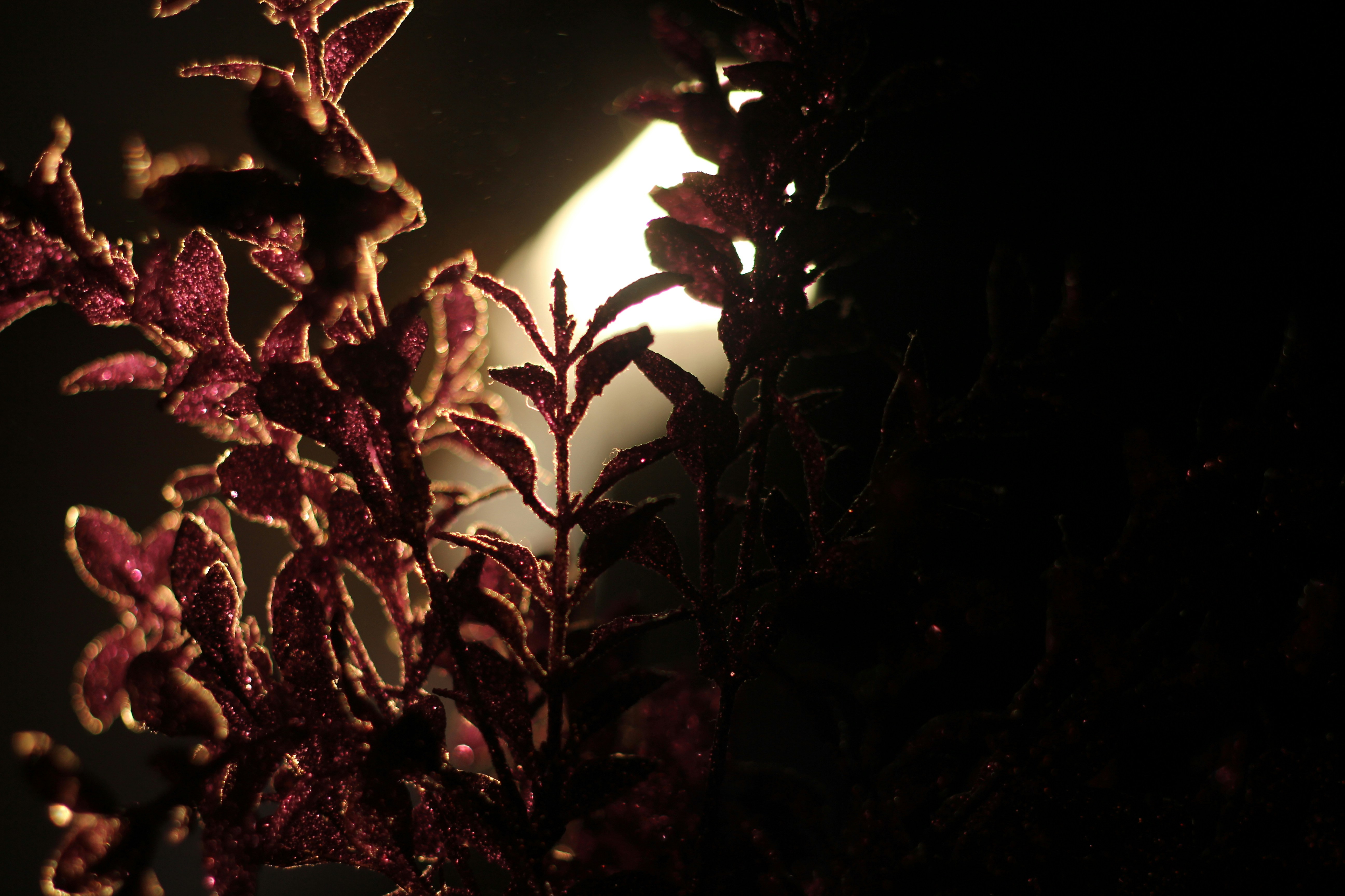 Dew-draped Foliage, Wrapped in a Warm Backlight