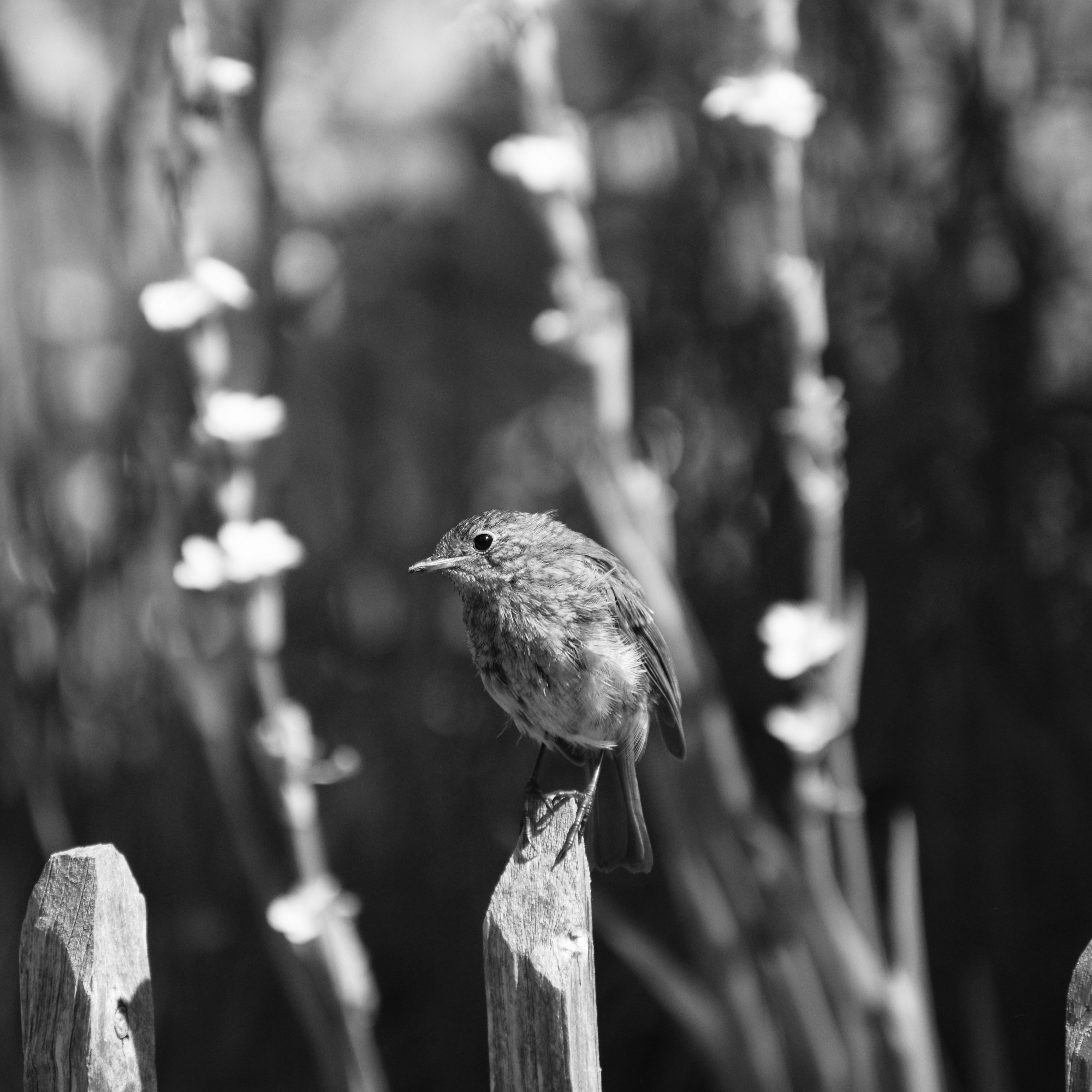 A Moment of Stillness: The Feathered Sentinel