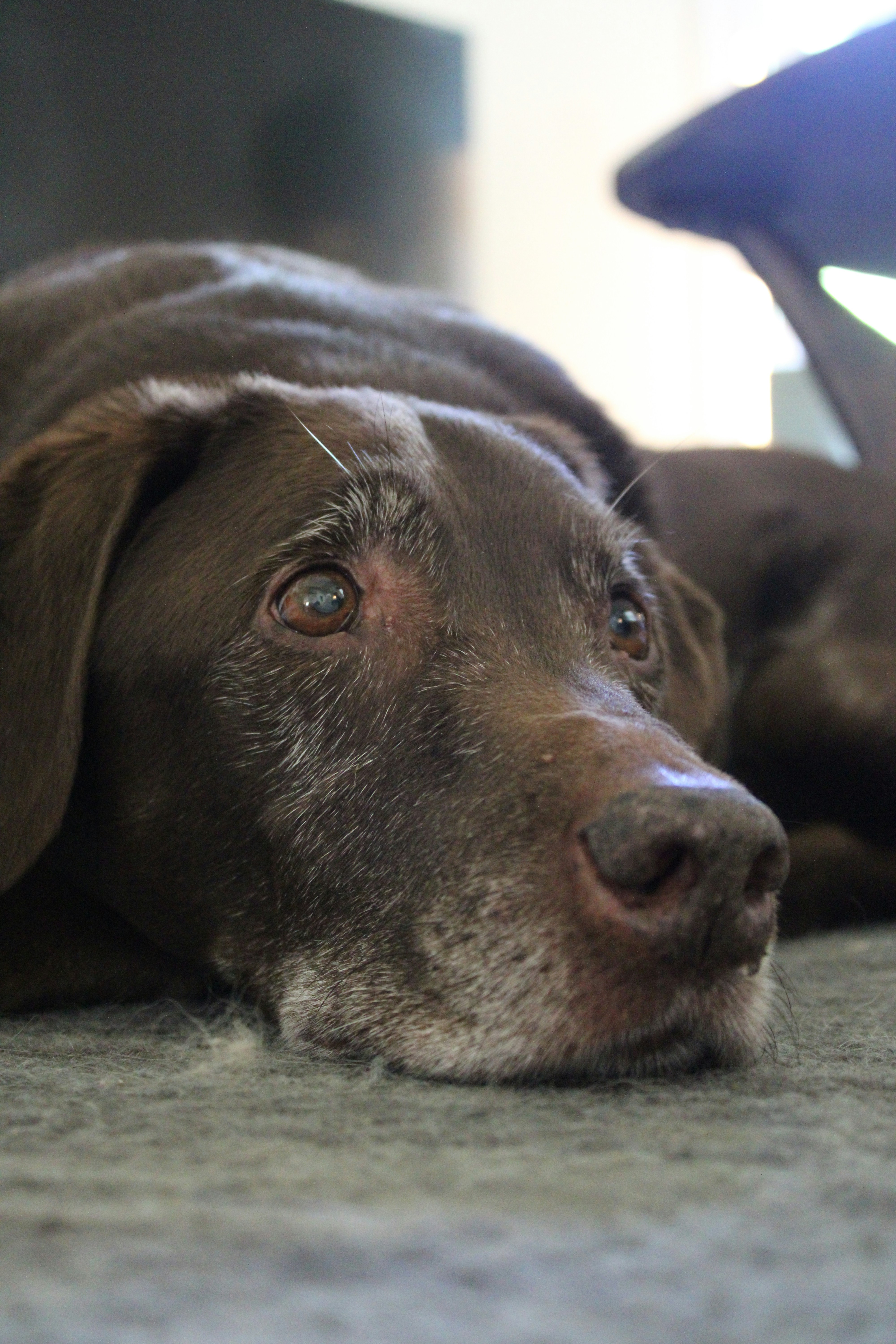 a close up of a dog laying on the ground