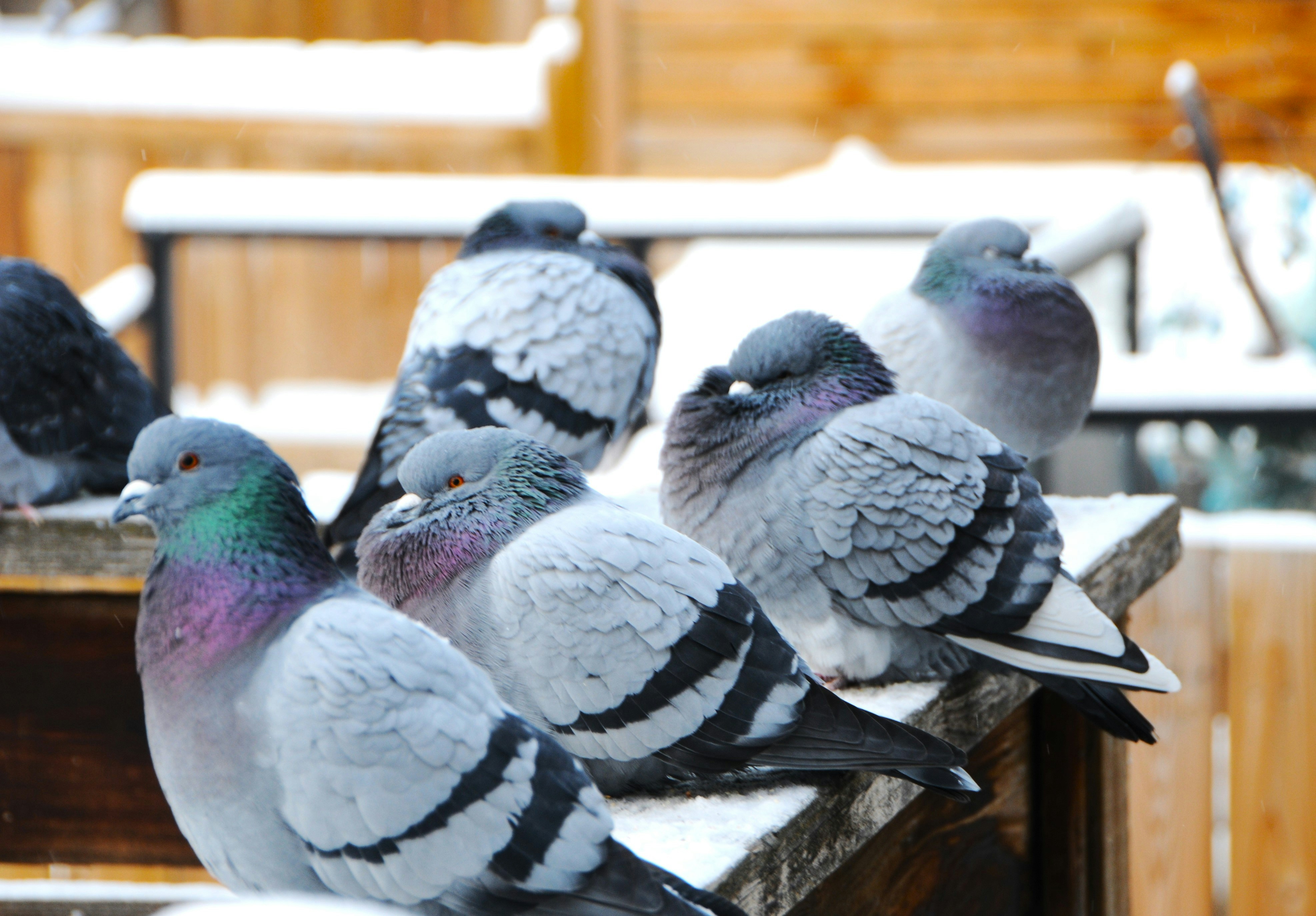 Iridescent Pigeons on a Snow-Dusted Rail