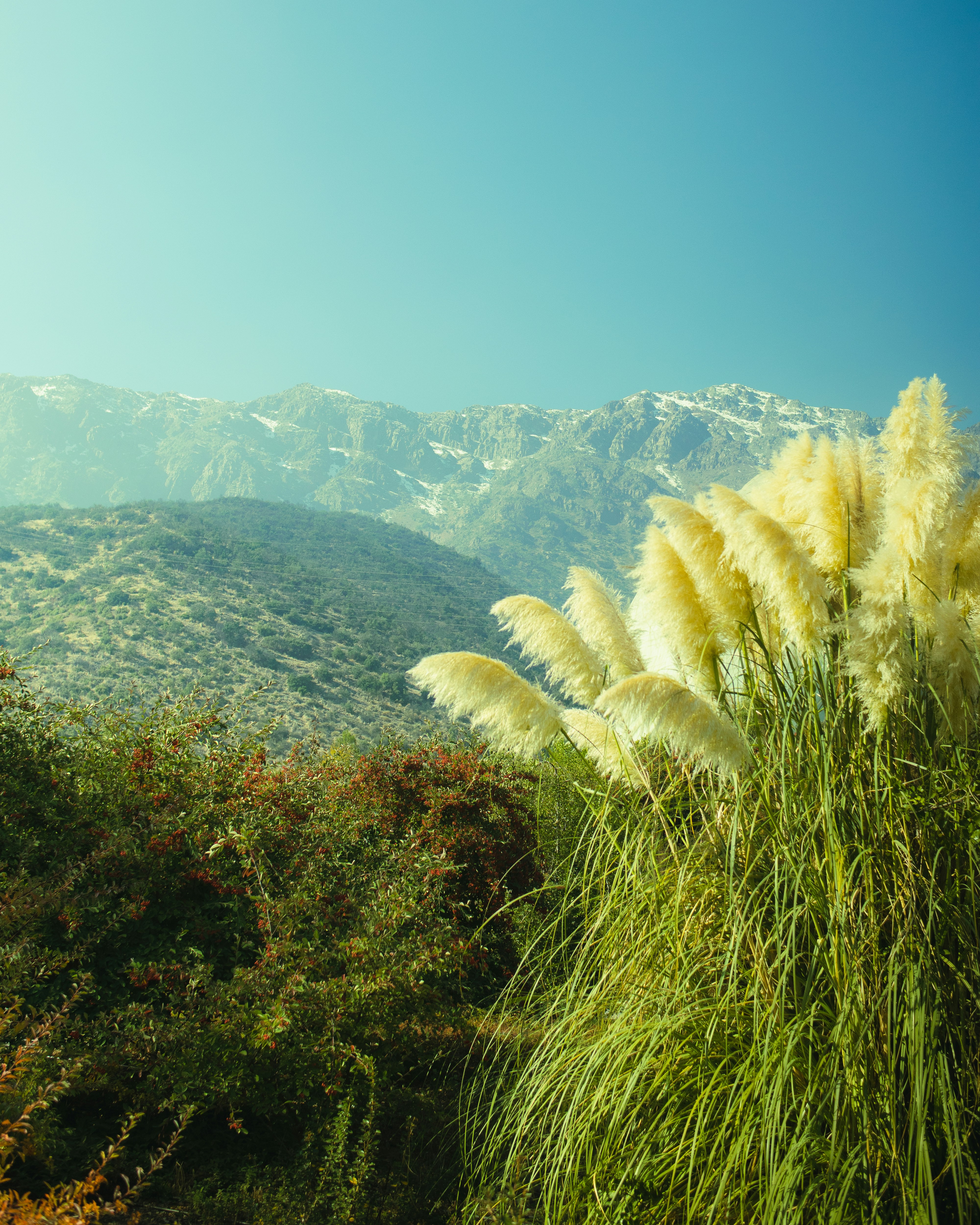 Golden Plumes at the Foot of the Alpine Range