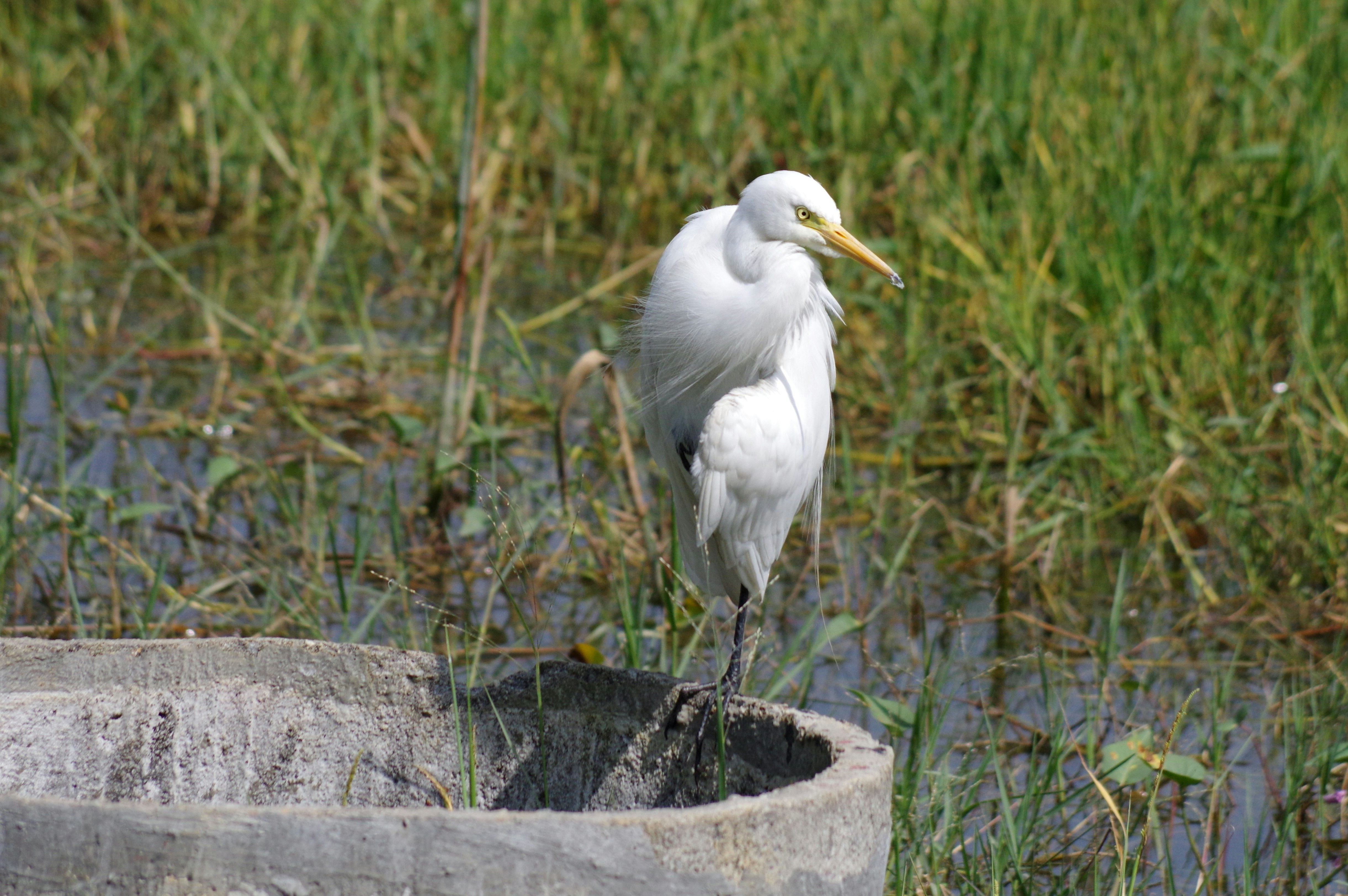 Snowy Egret Perches at the Marsh's Concrete Ring