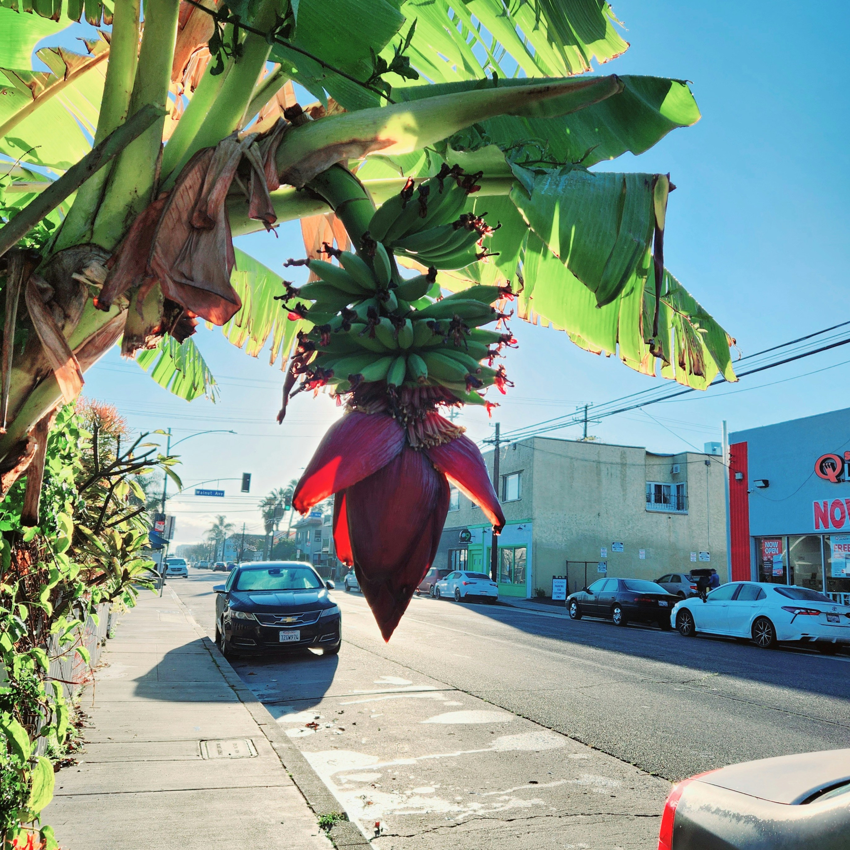 Banana Flower Downbeat on a Sunny Urban Street