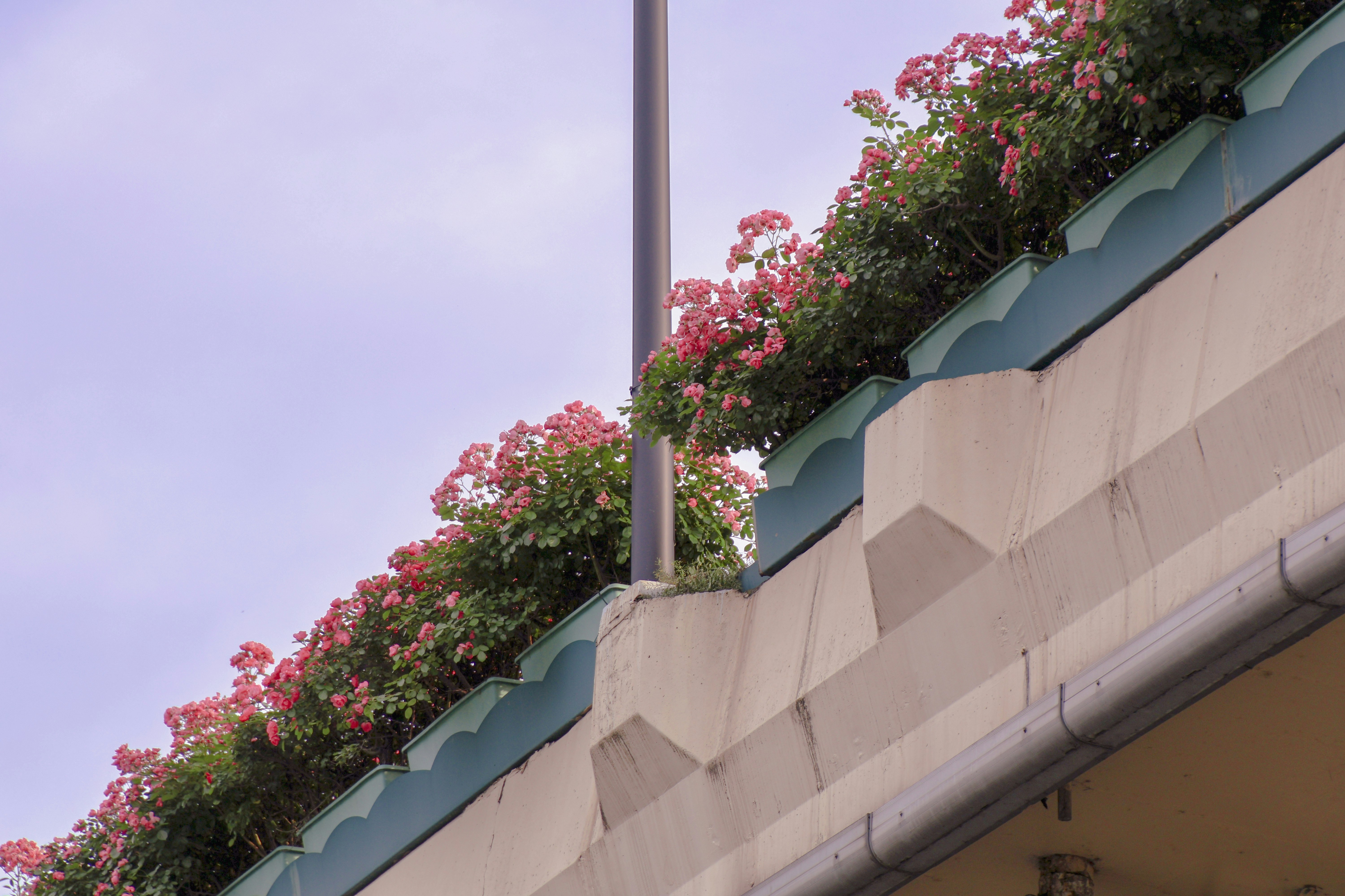 Blooming Border: Pink Flowers Along a Tilted Rooftop Edge Under Clear Sky