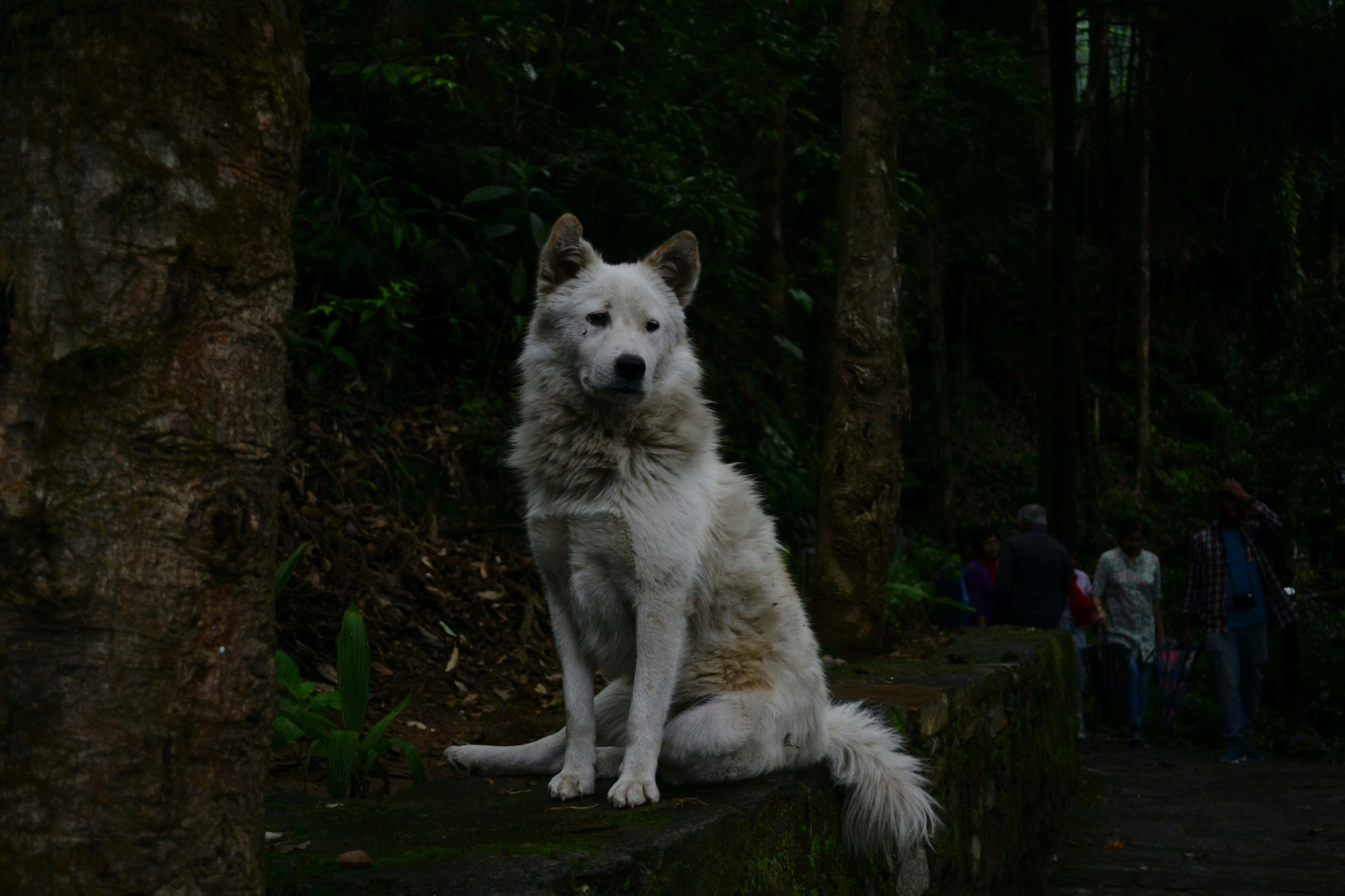 Forest Sentinel: White Husky on a Mossy Ledge Amid Shadowed Trail