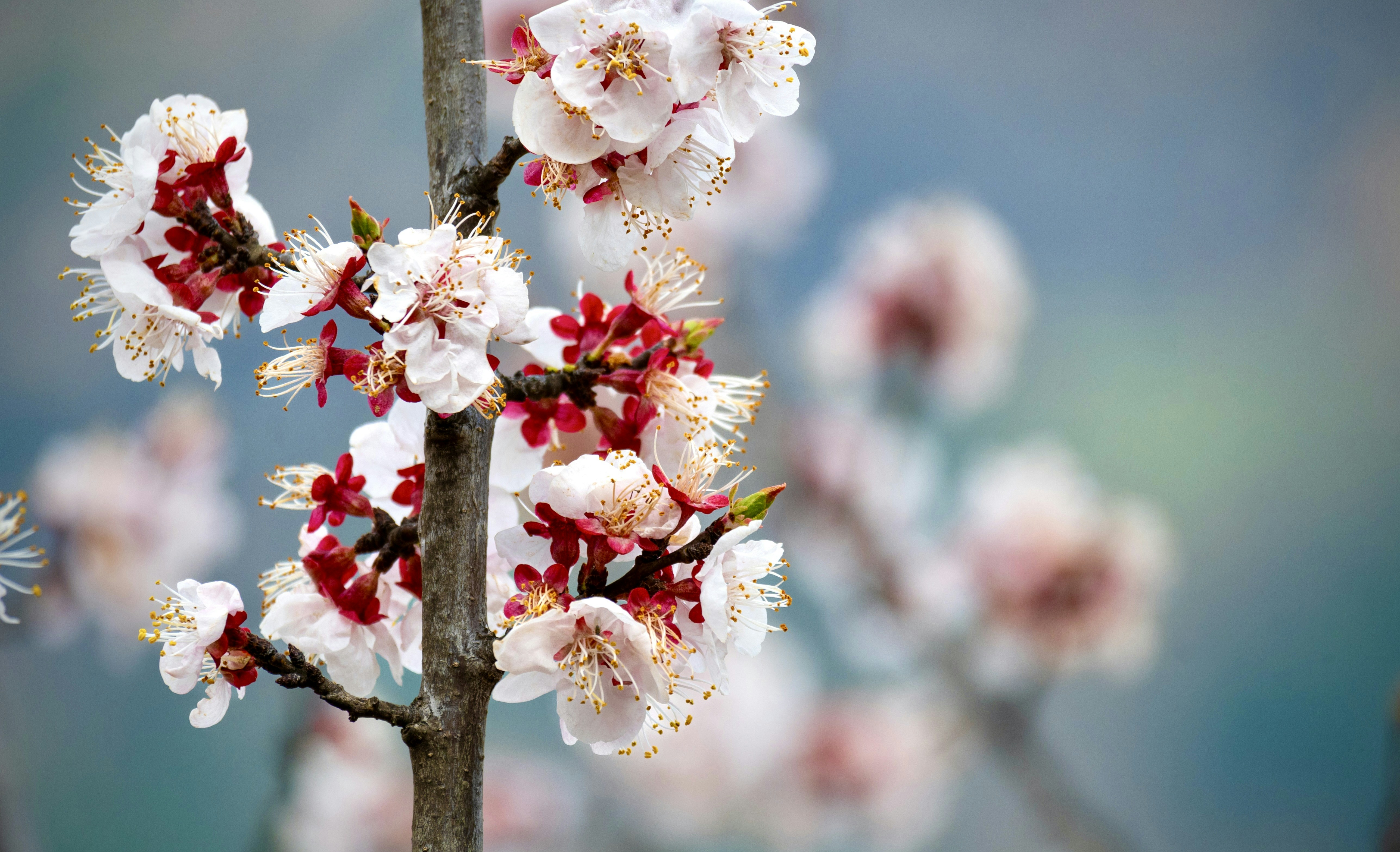 Petals in Focus: Close-Up of Spring Blossoms on a Slim Branch