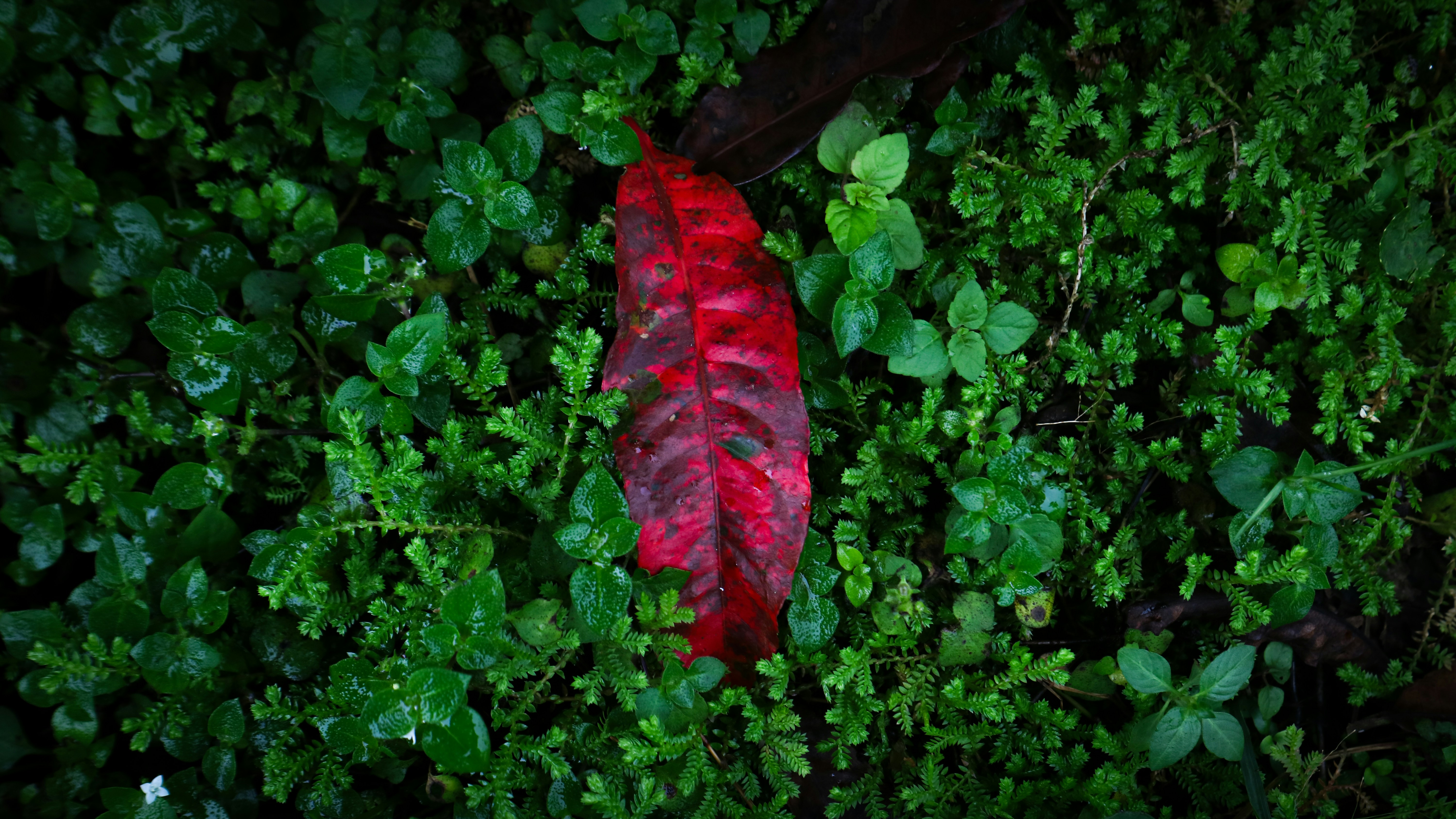 Crimson Leaf Among Emerald Cloak