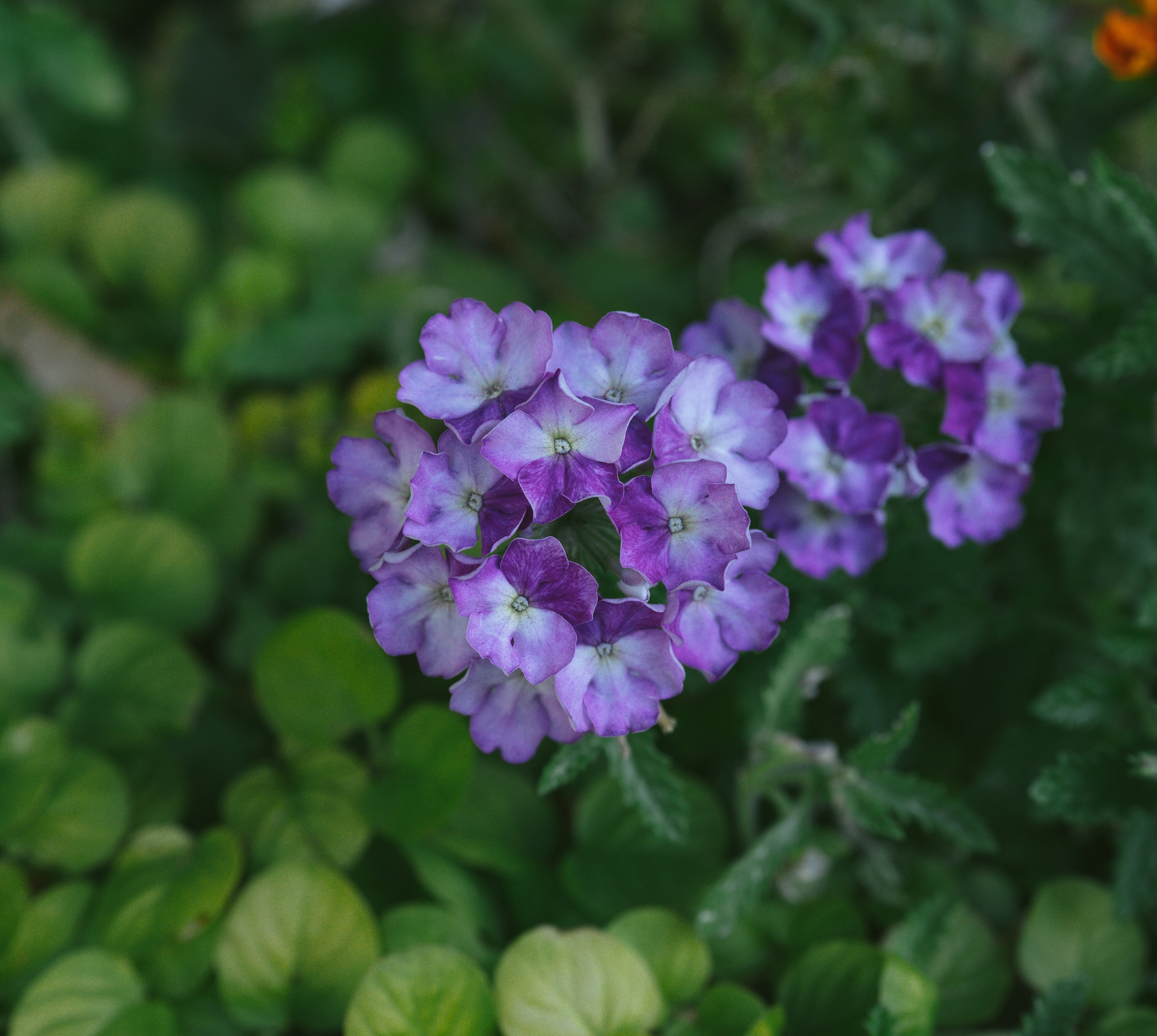 A vibrant cluster of purple phlox flowers in full bloom amidst lush green foliage. The delicate, star-shaped flowers feature five petals and a soft, gradient color ranging from light to dark purple. The phlox blossoms are densely packed, creating a striking display of color against the backdrop of green leaves.