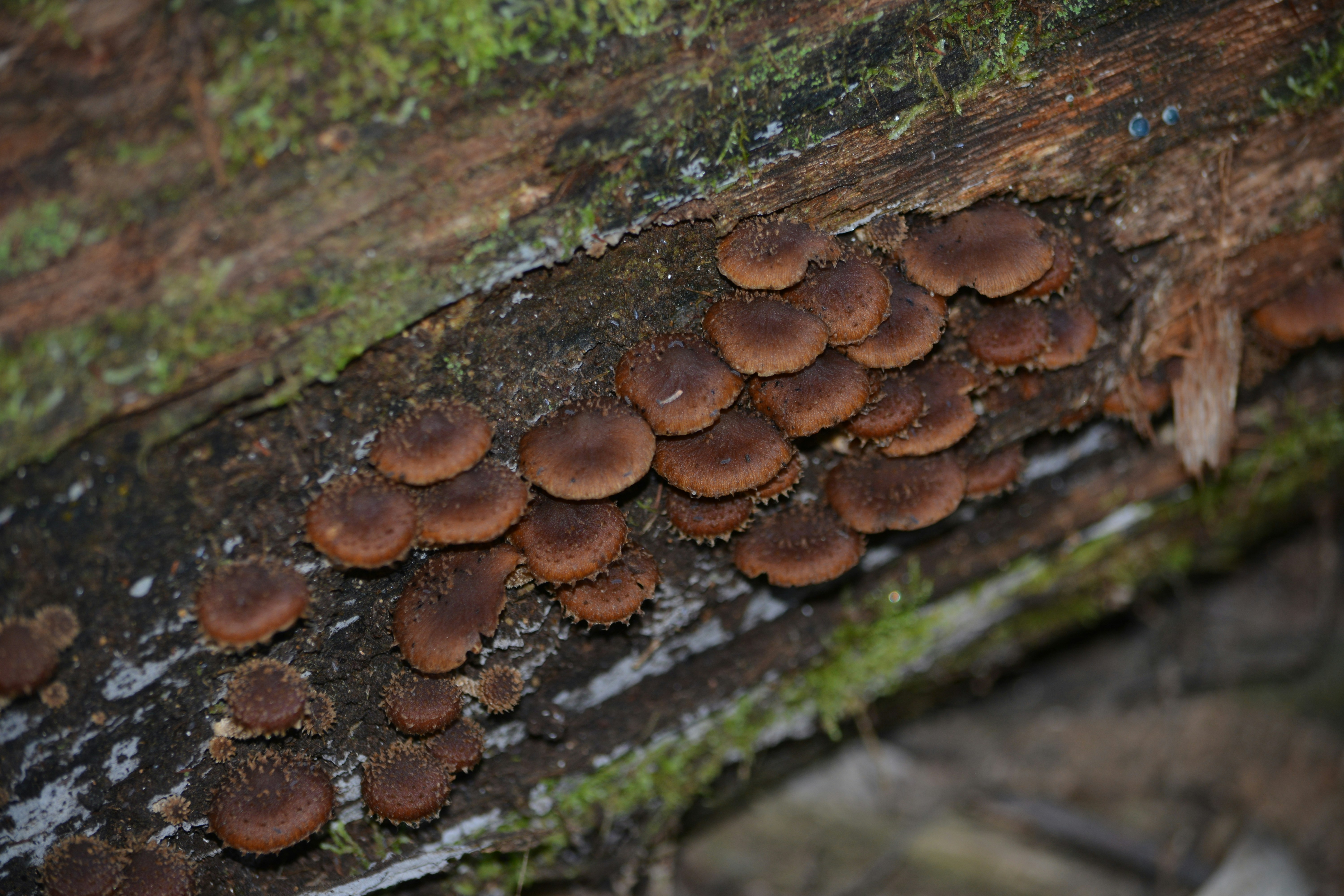 Mushroom Mosaic: Brown Shelf Fungi Clustering on a Mossy Log