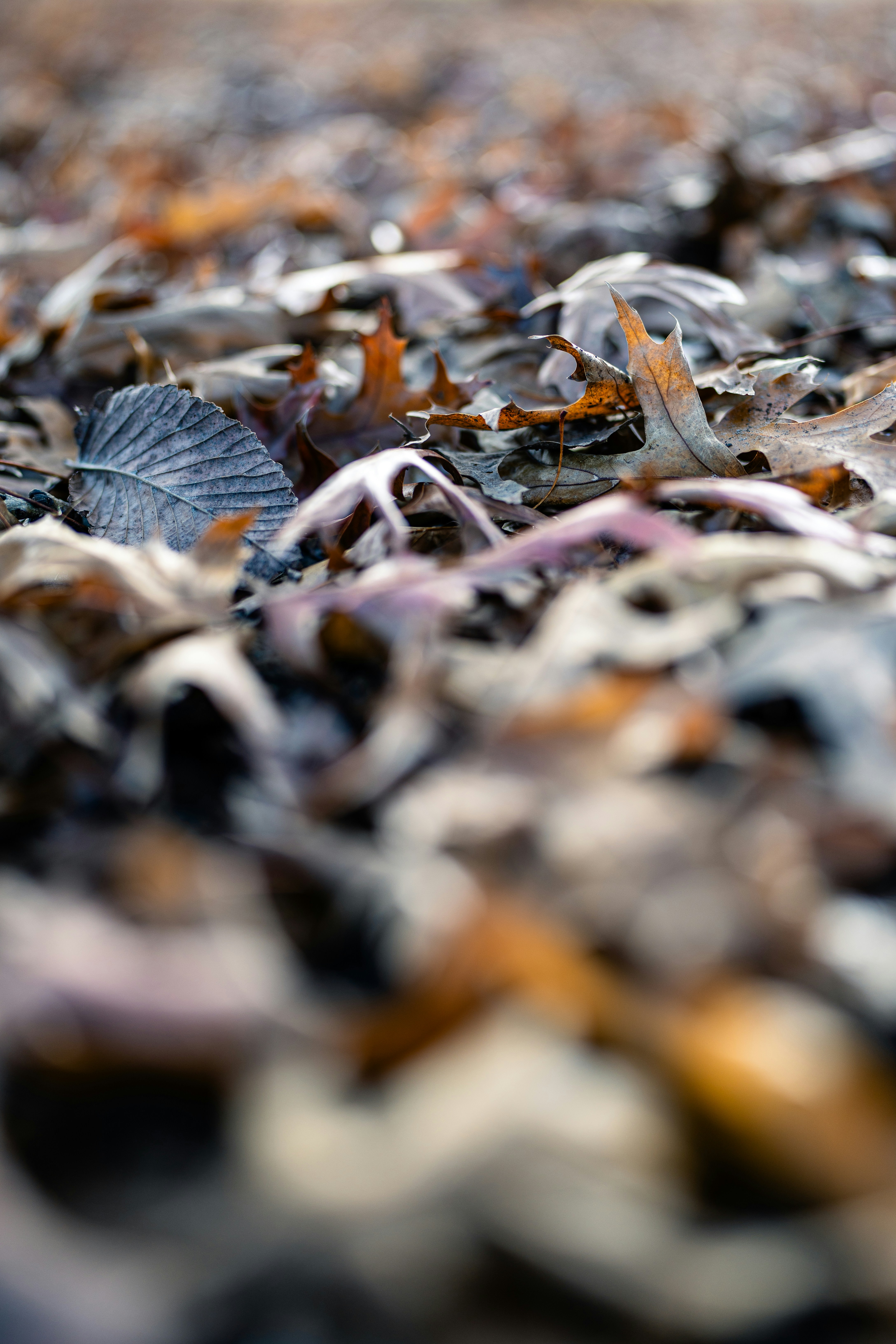 A bunch of leaves that are laying on the ground photo – Free Leaf Image ...