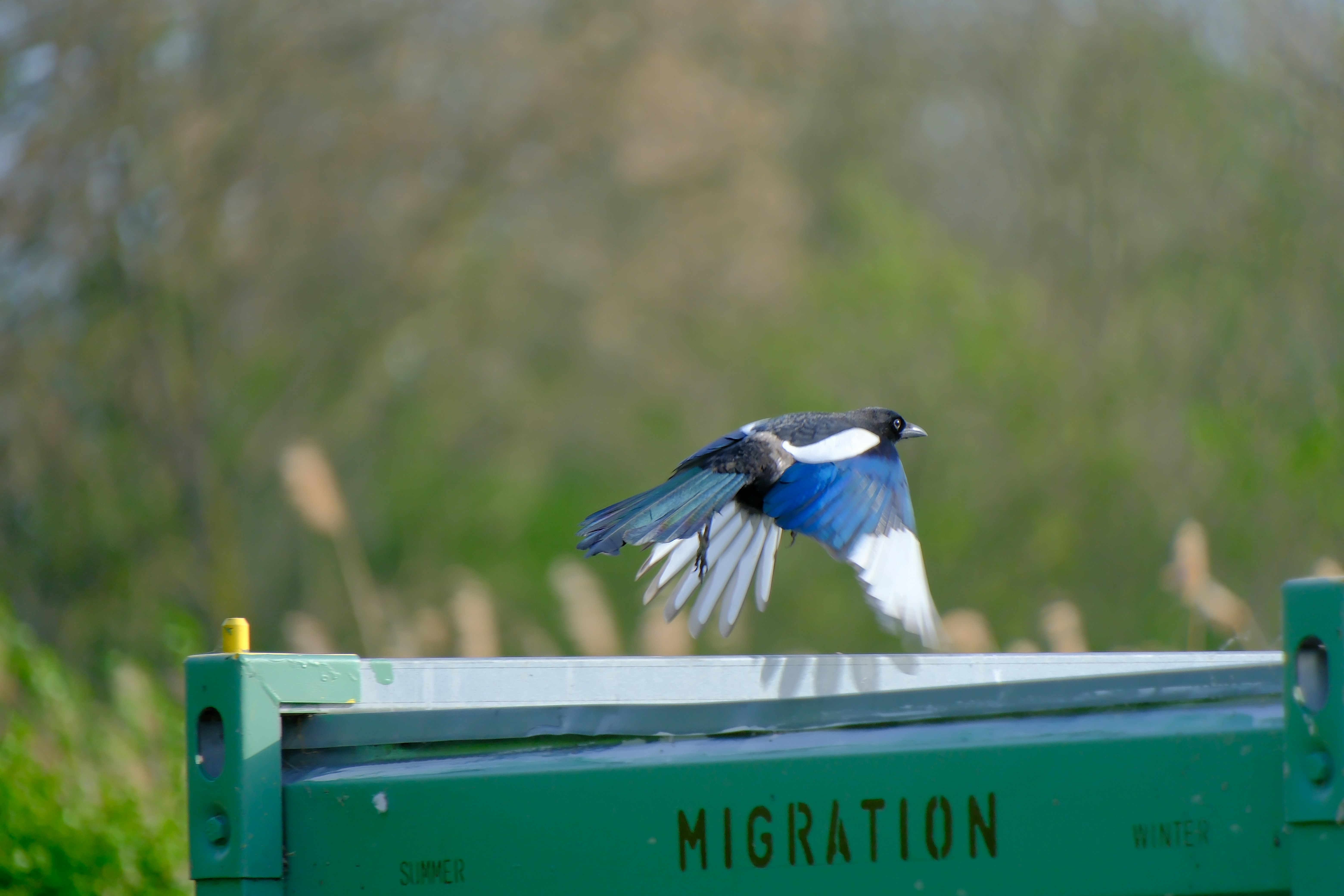 Blue-Winged Swallow in Mid-Flight Over a Migratory Gate