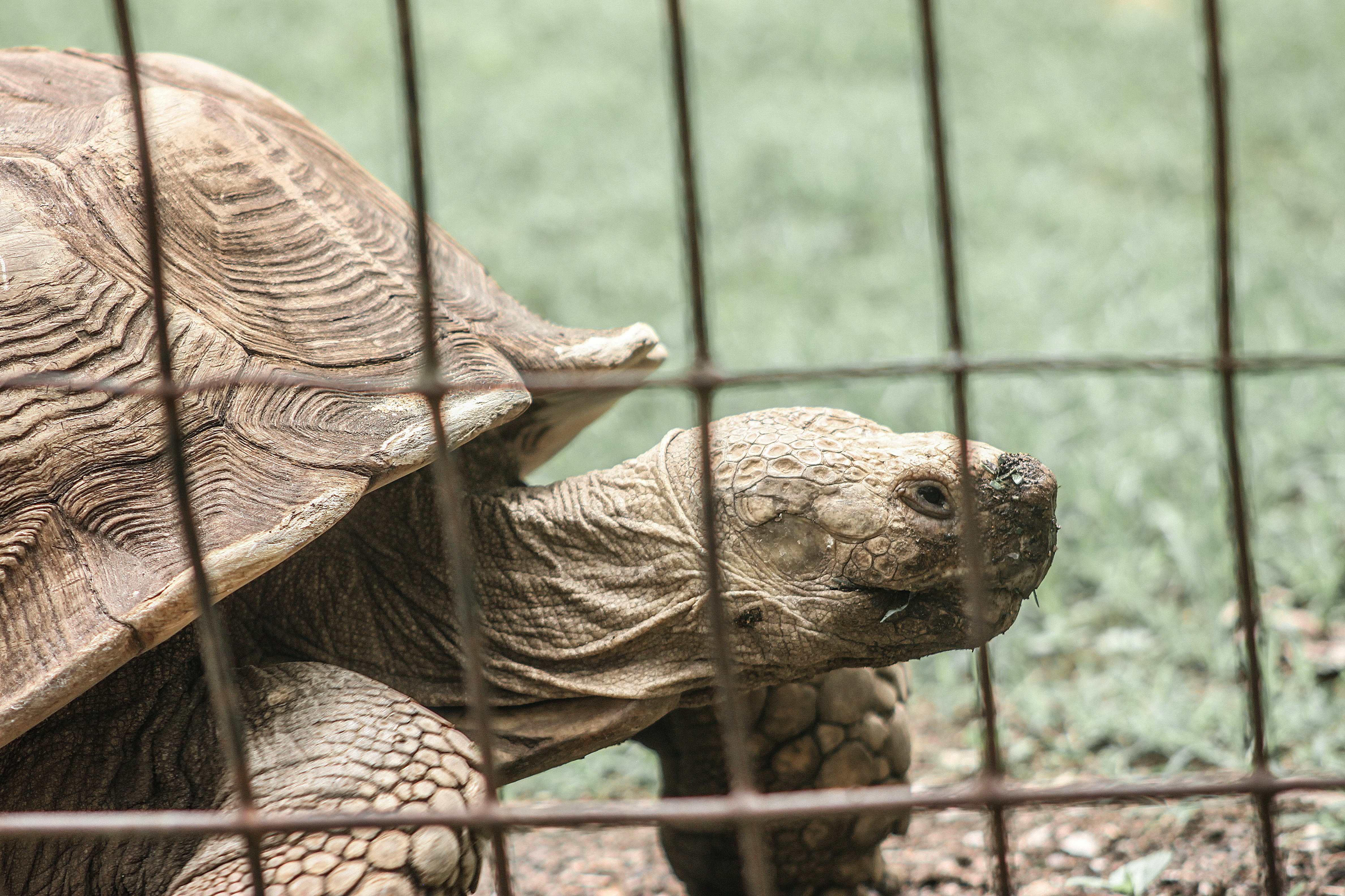 Through the Fence: A Close-Up of a Tortoise's Gaze